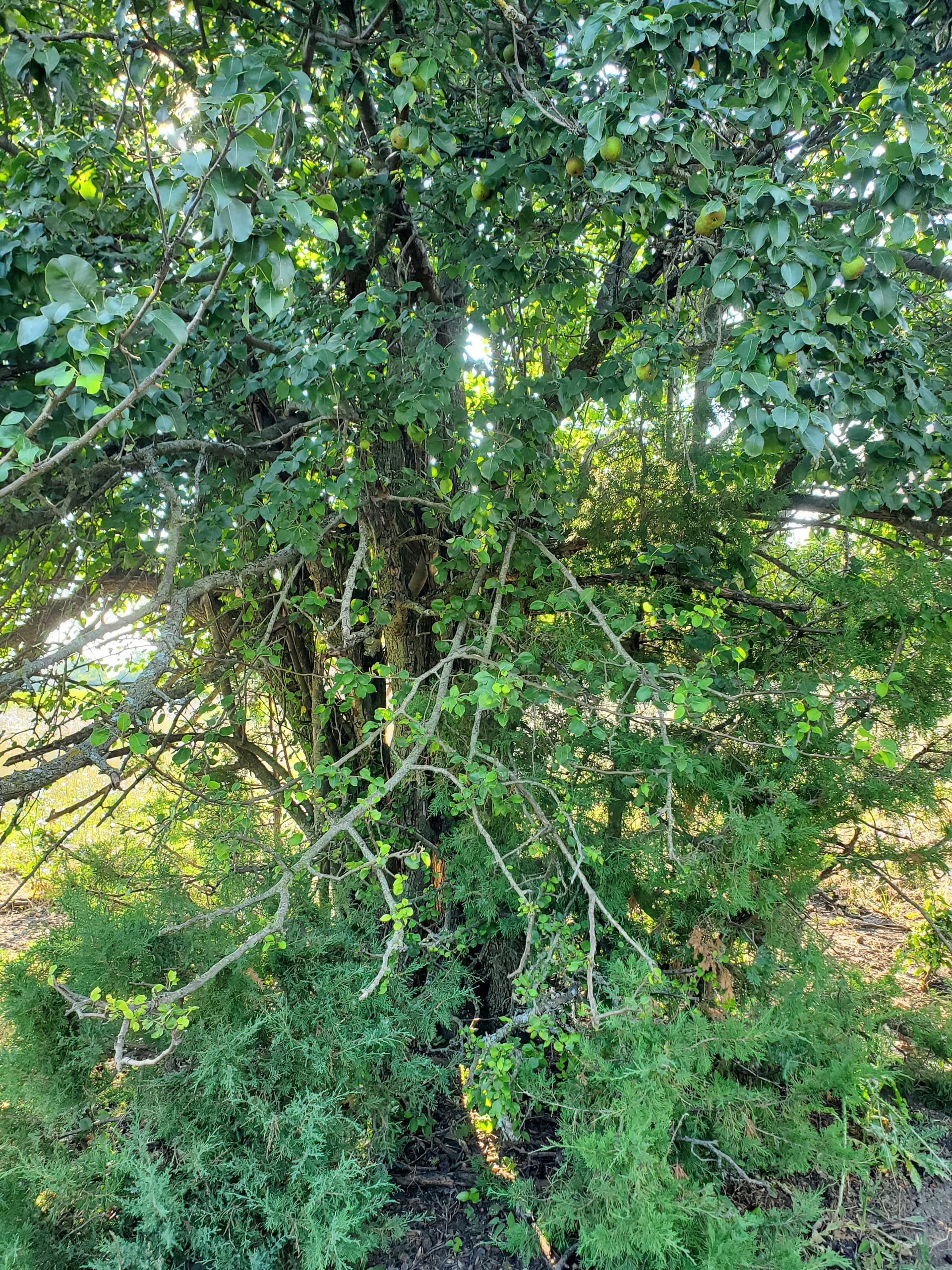 Napoleon’s army planted pear trees fact or fiction? - General Fruit ...