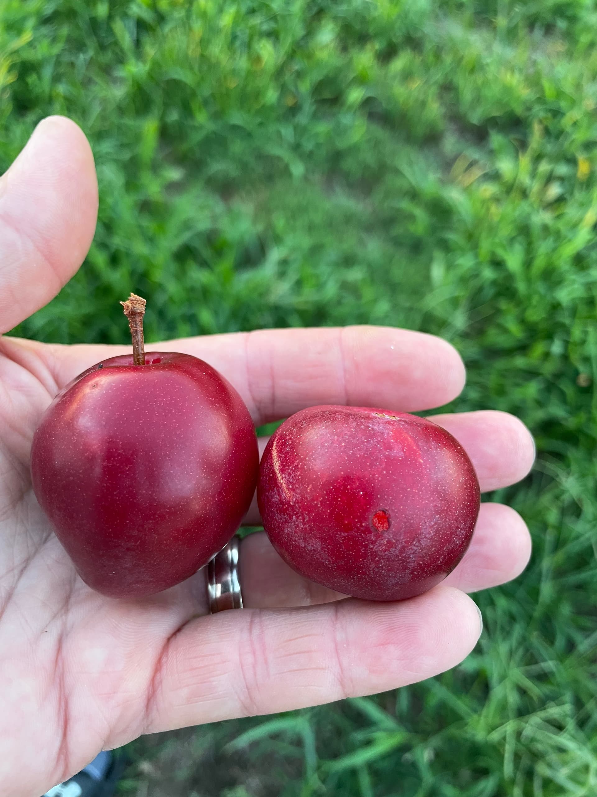 Alderman Plum - General Fruit Growing - Growing Fruit
