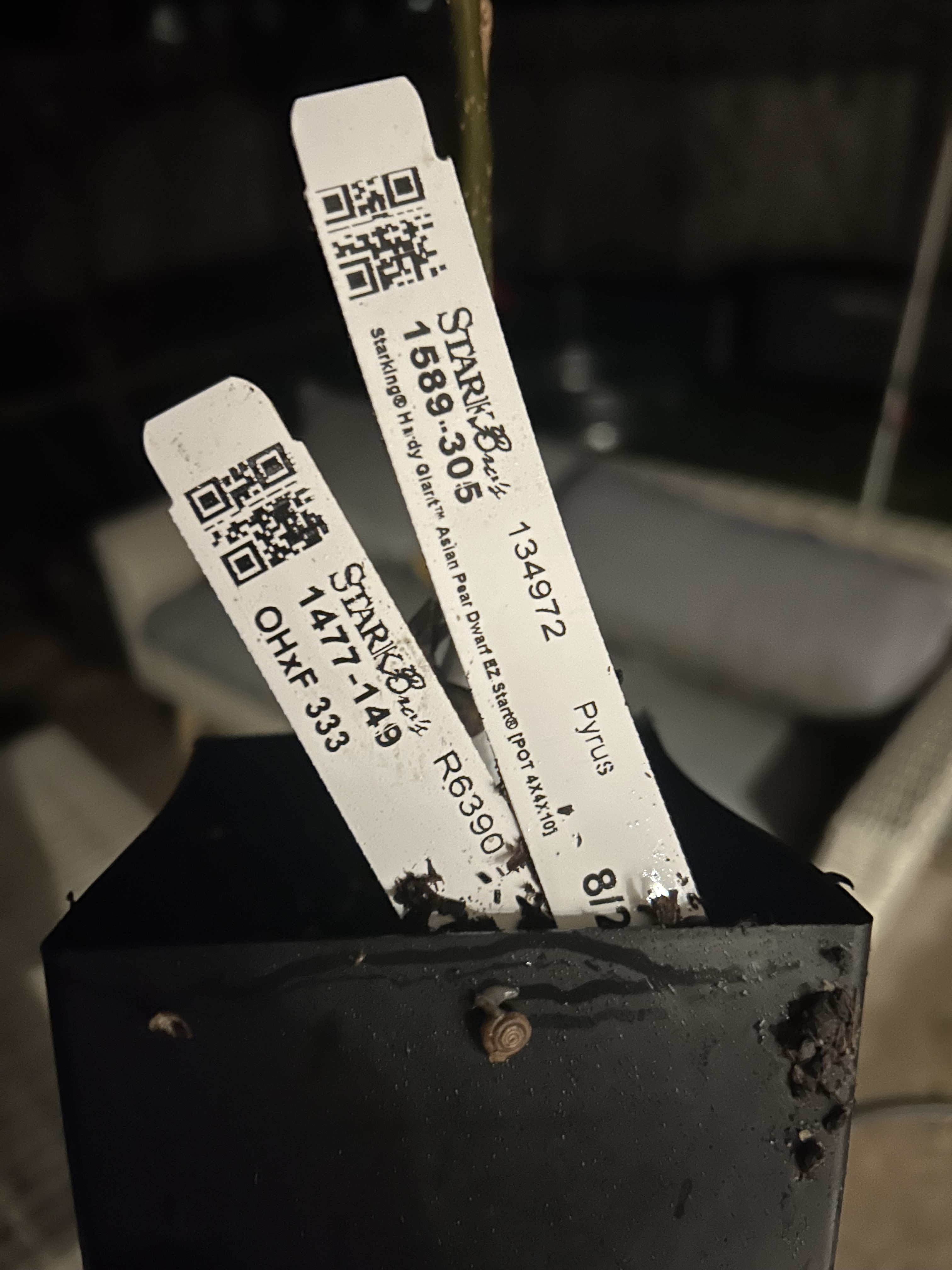 Stark Bros Rootstock - General Fruit Growing - Growing Fruit
