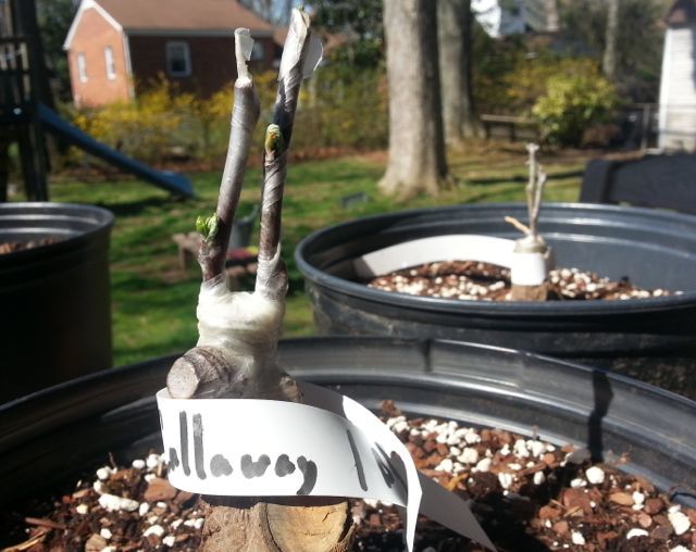 Working with scions already breaking bud - General Fruit Growing ...