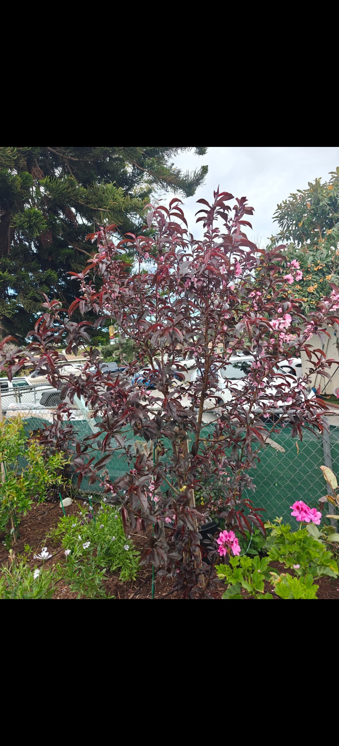 SpiceZee Thinning - General Fruit Growing - Growing Fruit