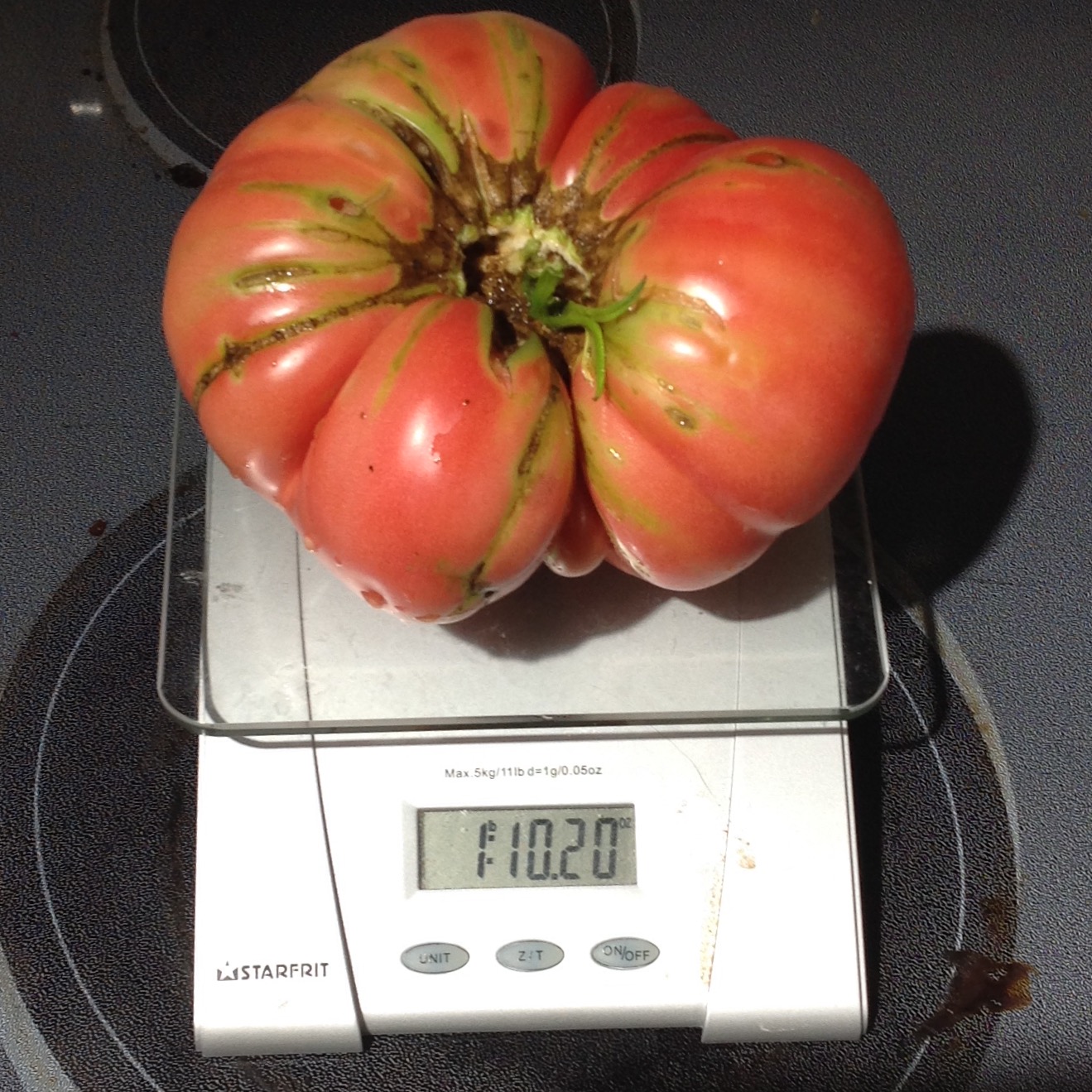 Biggest Tomato Contest 2020 - General Gardening - Growing Fruit