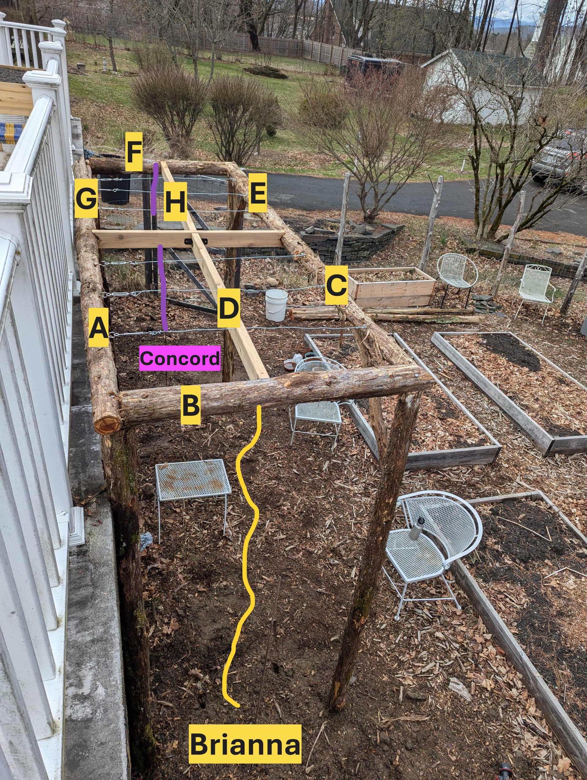 Help with Grape Arbor Pruning Plan - General Fruit Growing - Growing Fruit
