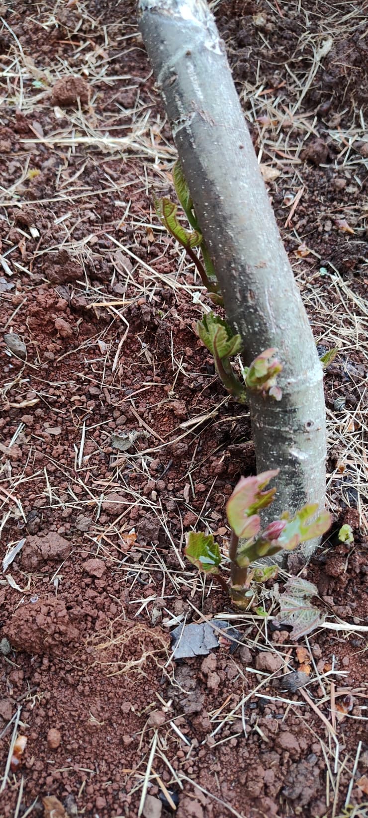 Fig log cutting - General Fruit Growing - Growing Fruit