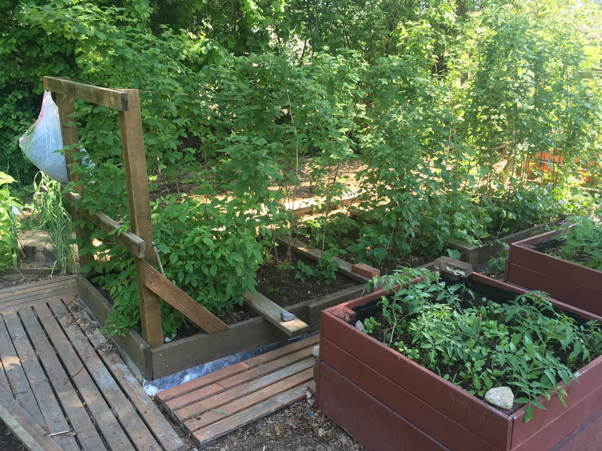 Raspberries: how do I keep them from taking over the whole yard ...