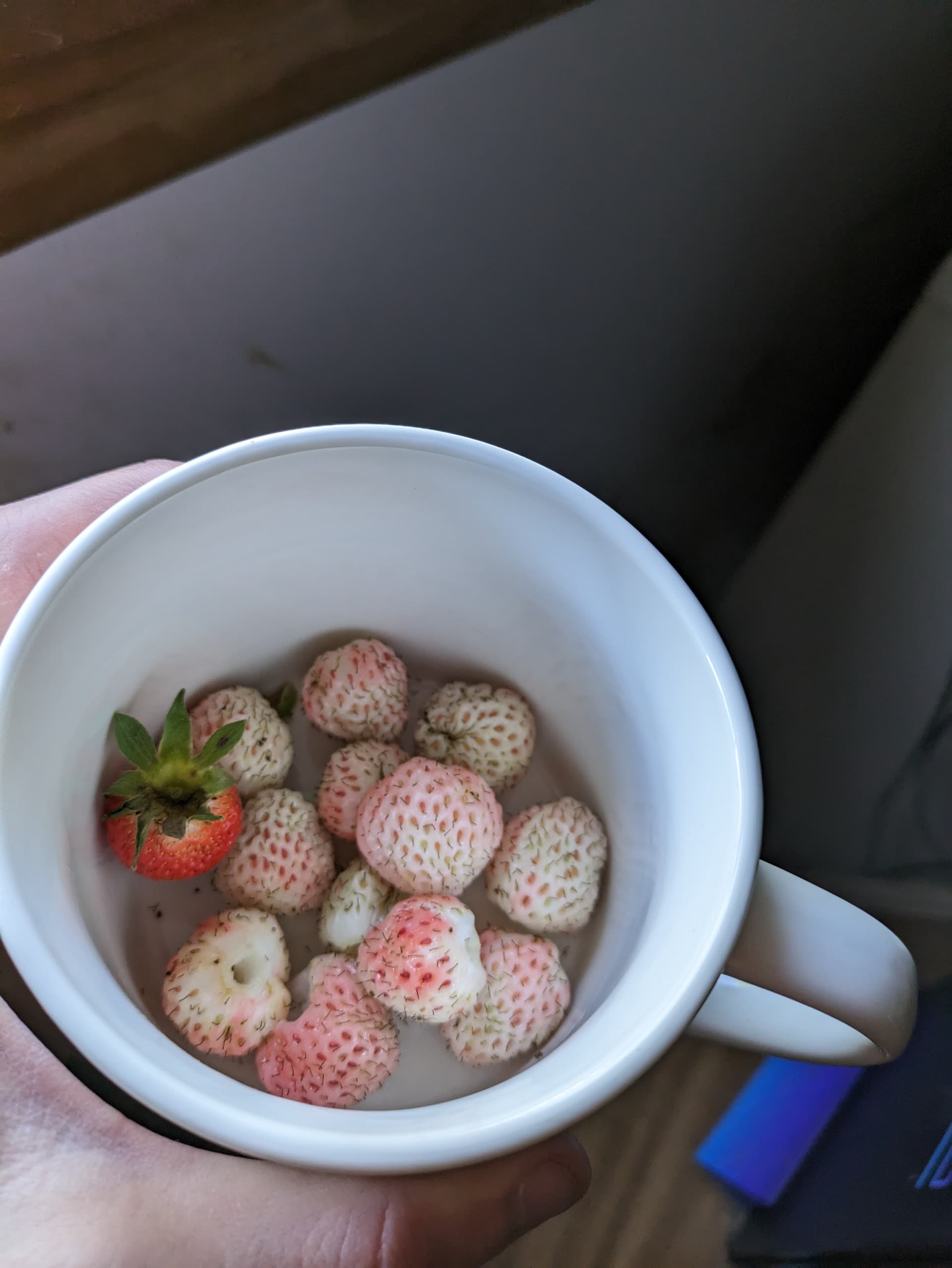 Pineberries - Page 2 - General Fruit Growing - Growing Fruit