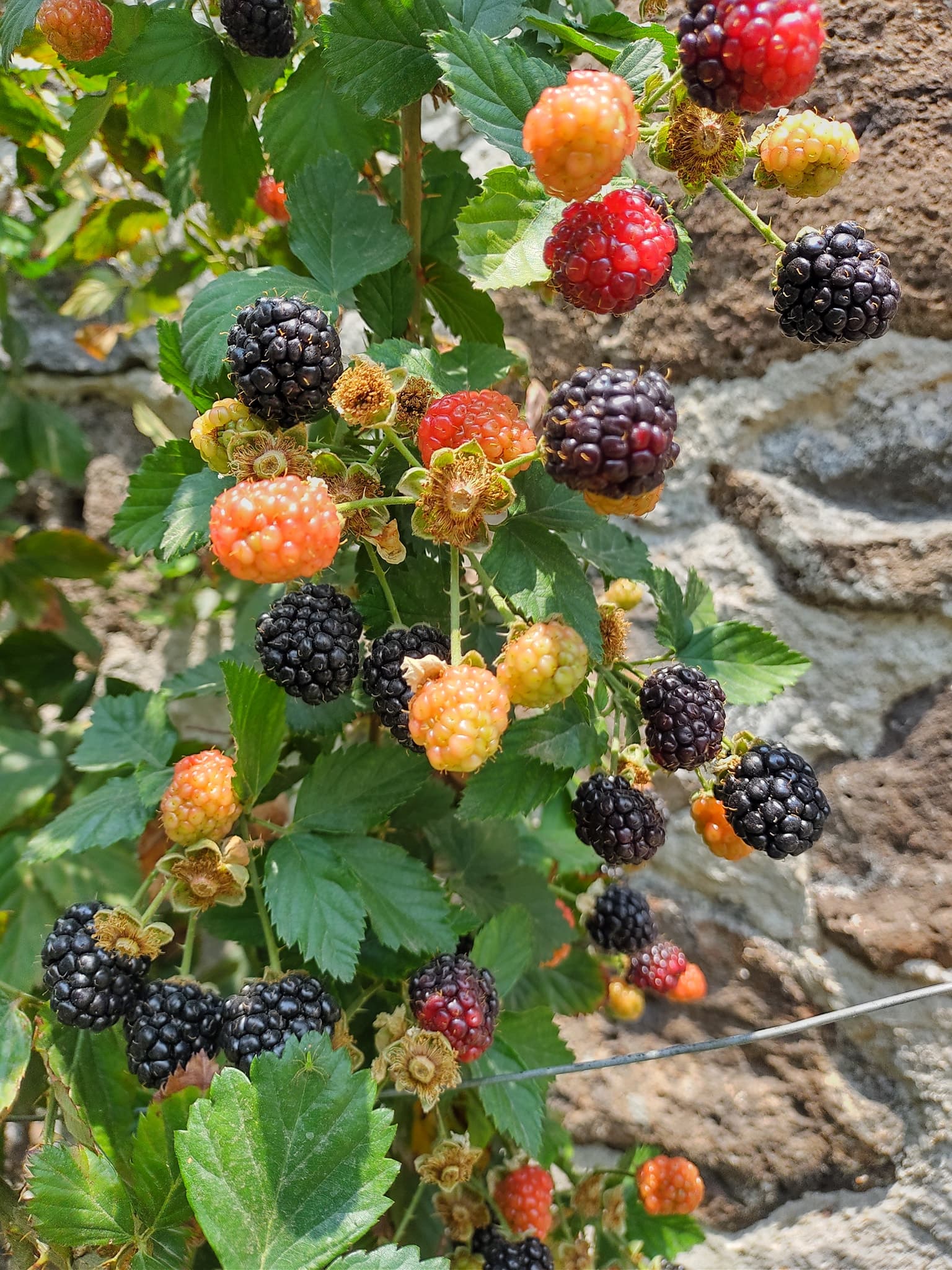 Recommendations for upright blackberry varieties - General Fruit ...