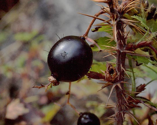 Found wild trailing black currants! - General Fruit Growing - Growing Fruit