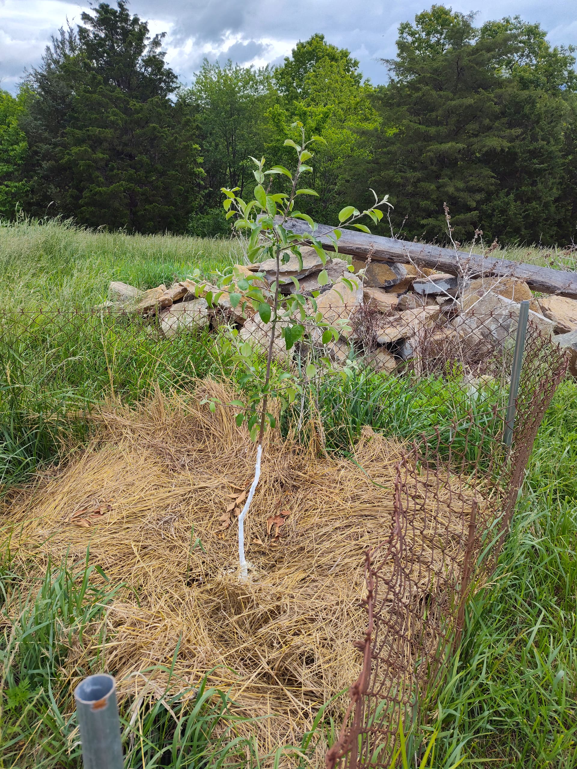 Young apple tree training. A Study of the Framework of the Apple Tree ...