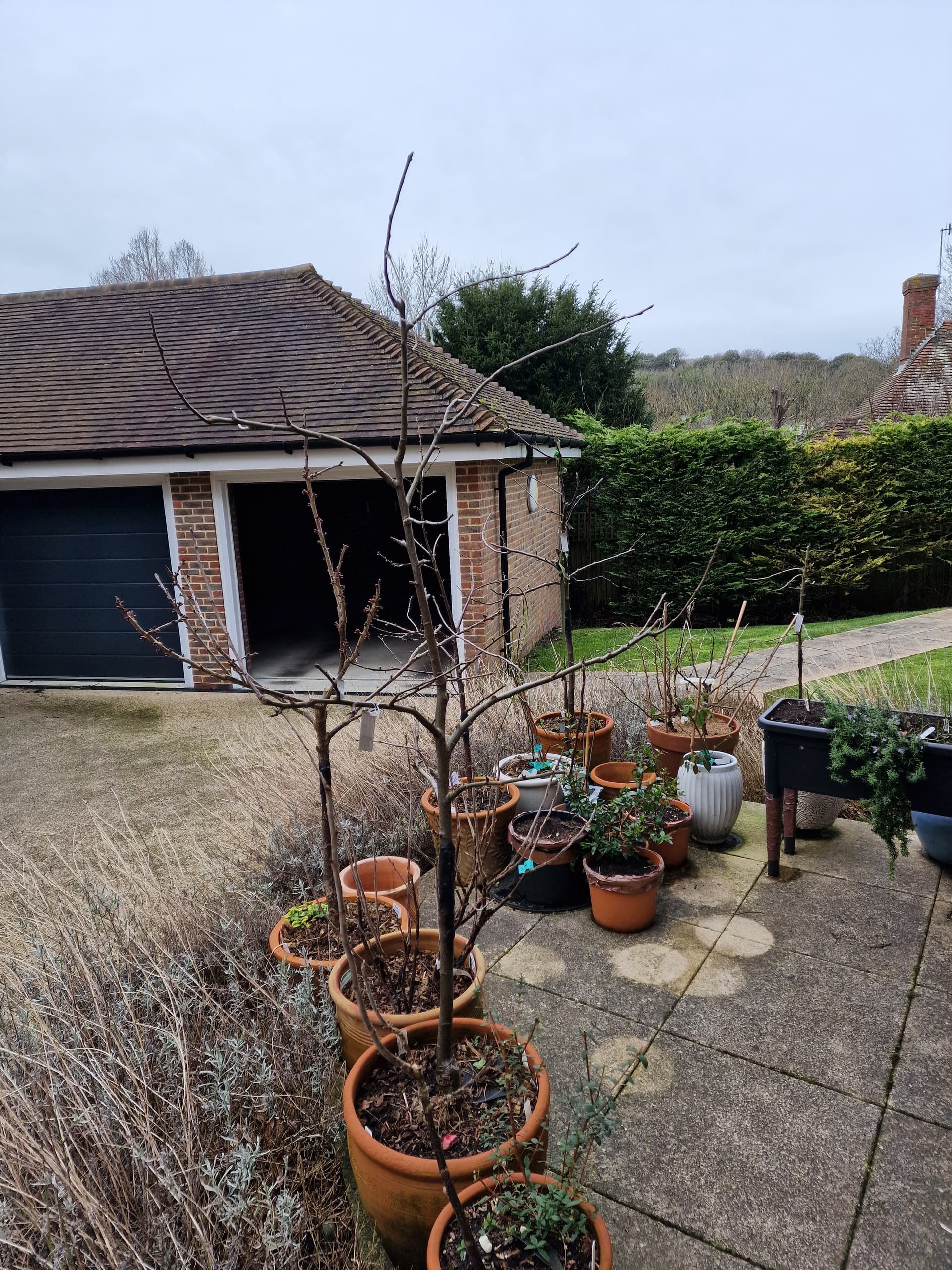 Frankentree (apple) advice - General Fruit Growing - Growing Fruit