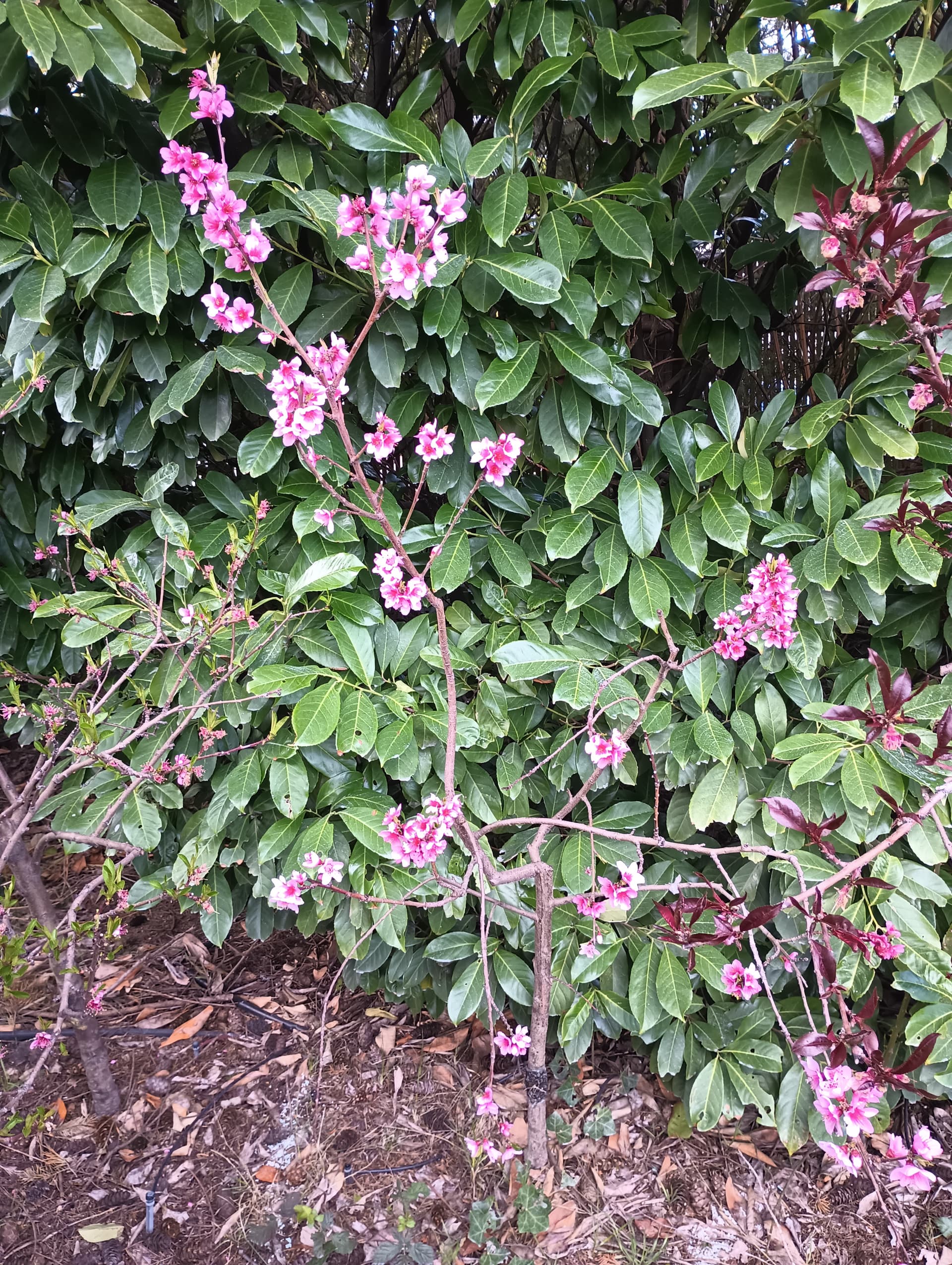 Peach blooms - General Fruit Growing - Growing Fruit