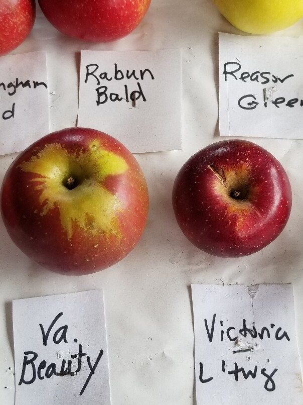 Apple Varieties Input Requested - General Fruit Growing - Growing Fruit