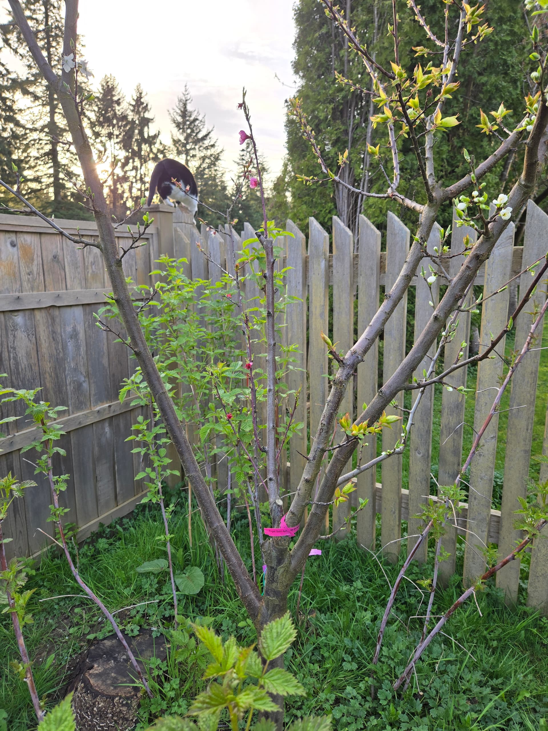 Combo tree limbs too close - General Fruit Growing - Growing Fruit