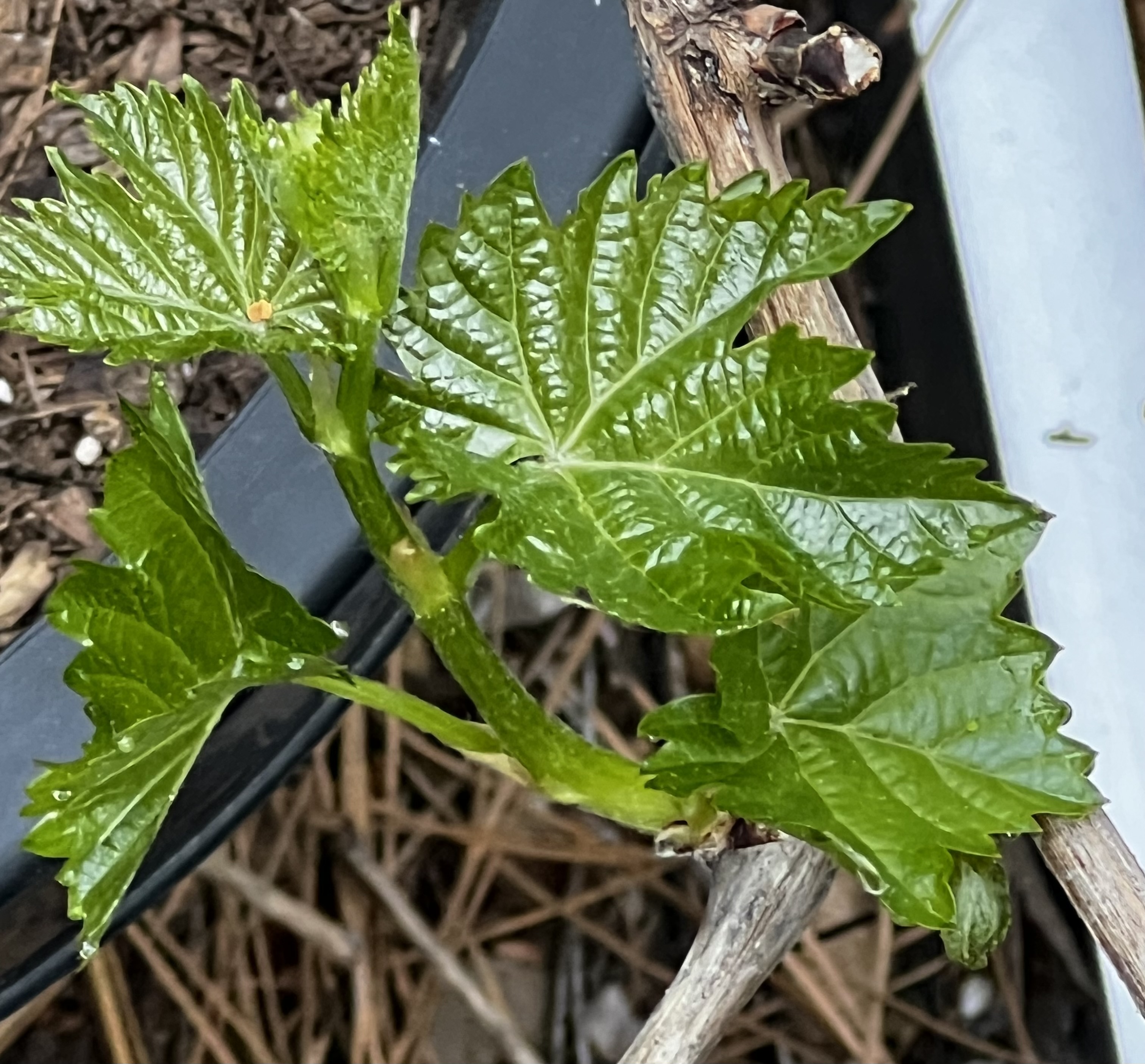 Grape Vine Phenotypes? - General Fruit Growing - Growing Fruit