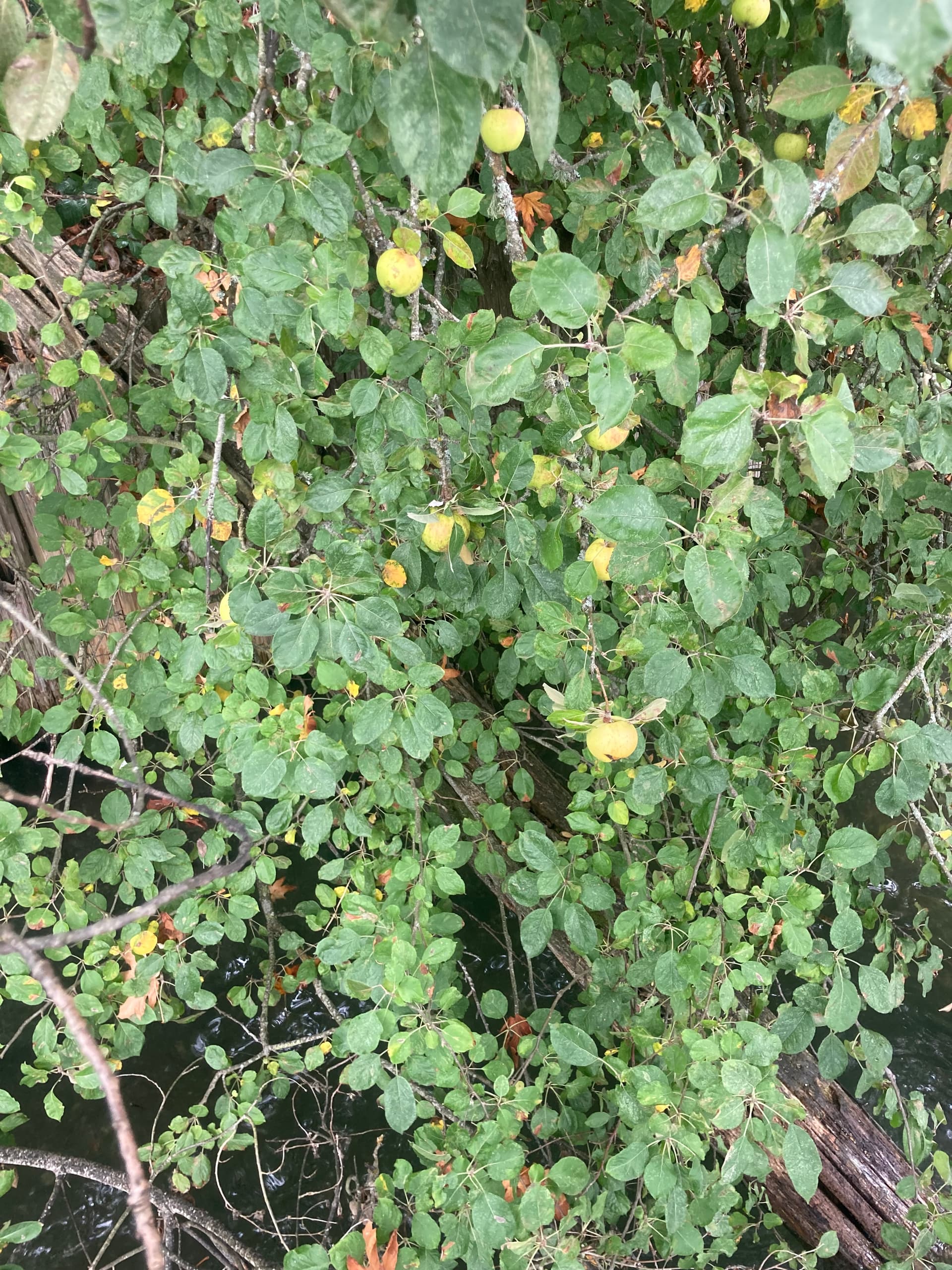 What Variety Of Apple Is This General Fruit Growing Growing Fruit
