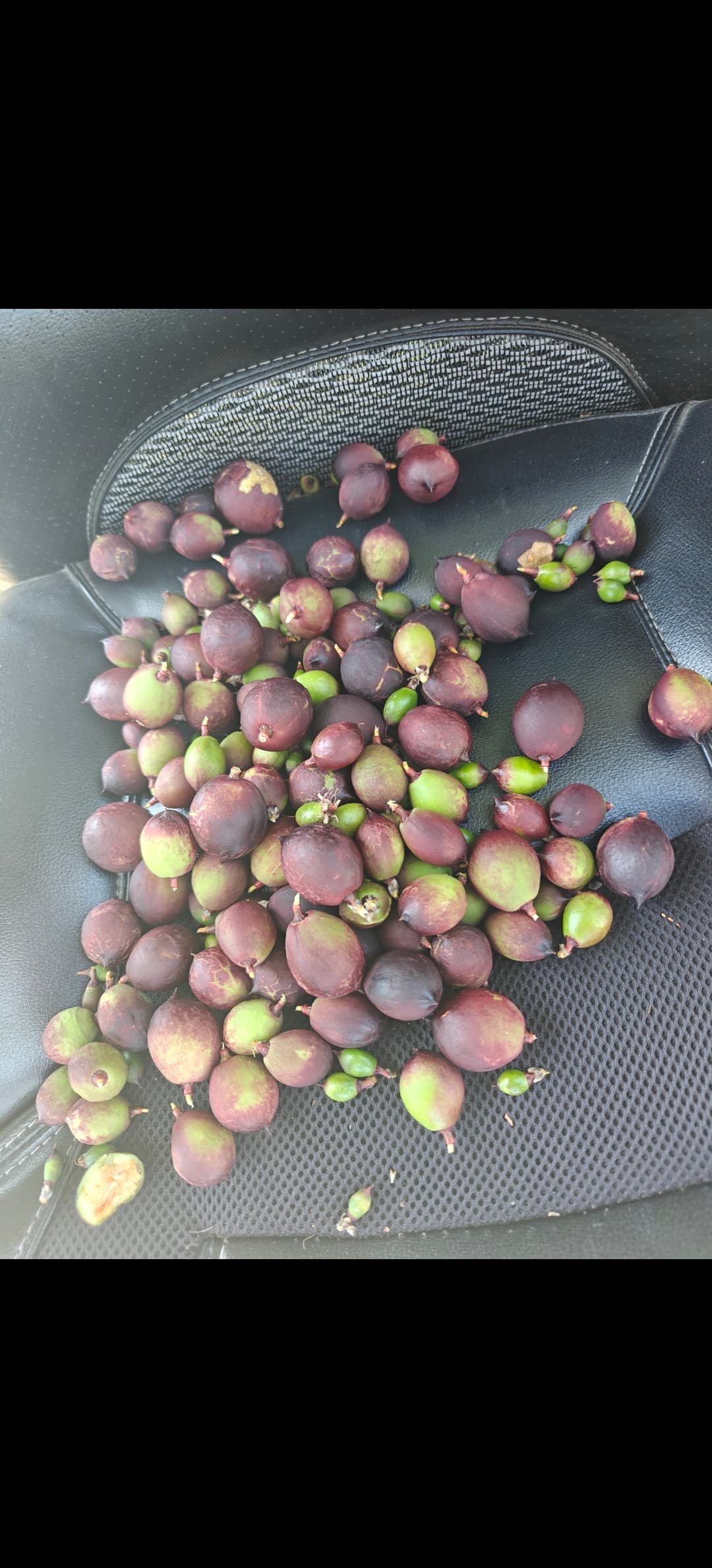 SpiceZee Thinning - General Fruit Growing - Growing Fruit