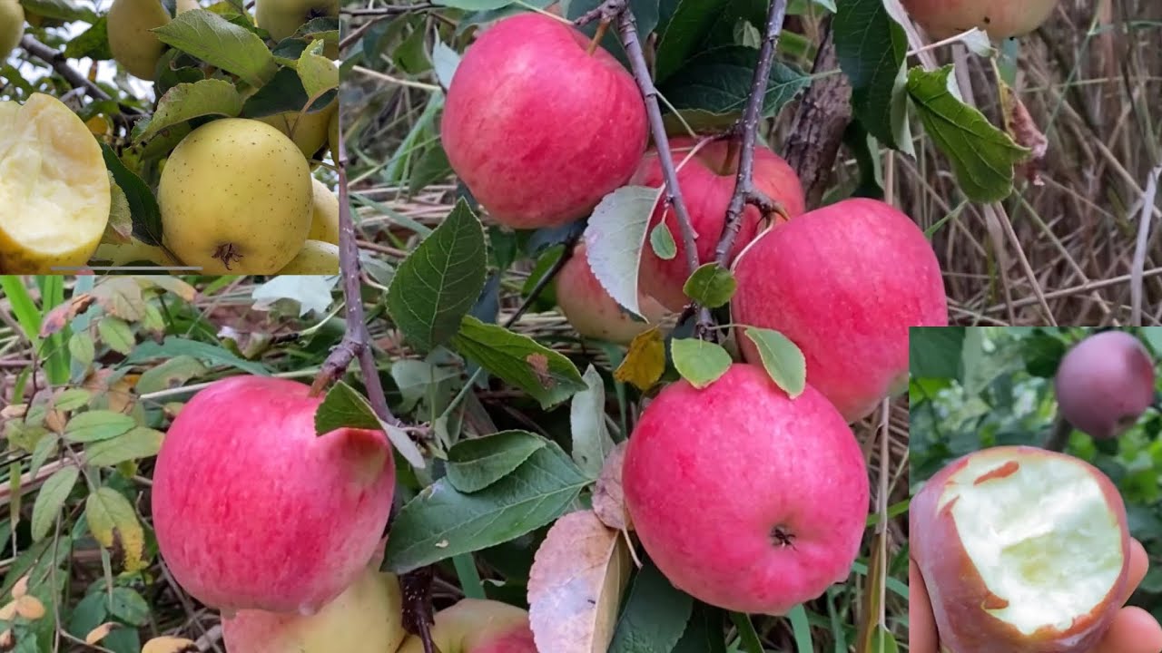 Bella "Rebella" Apple - General Fruit Growing - Growing Fruit