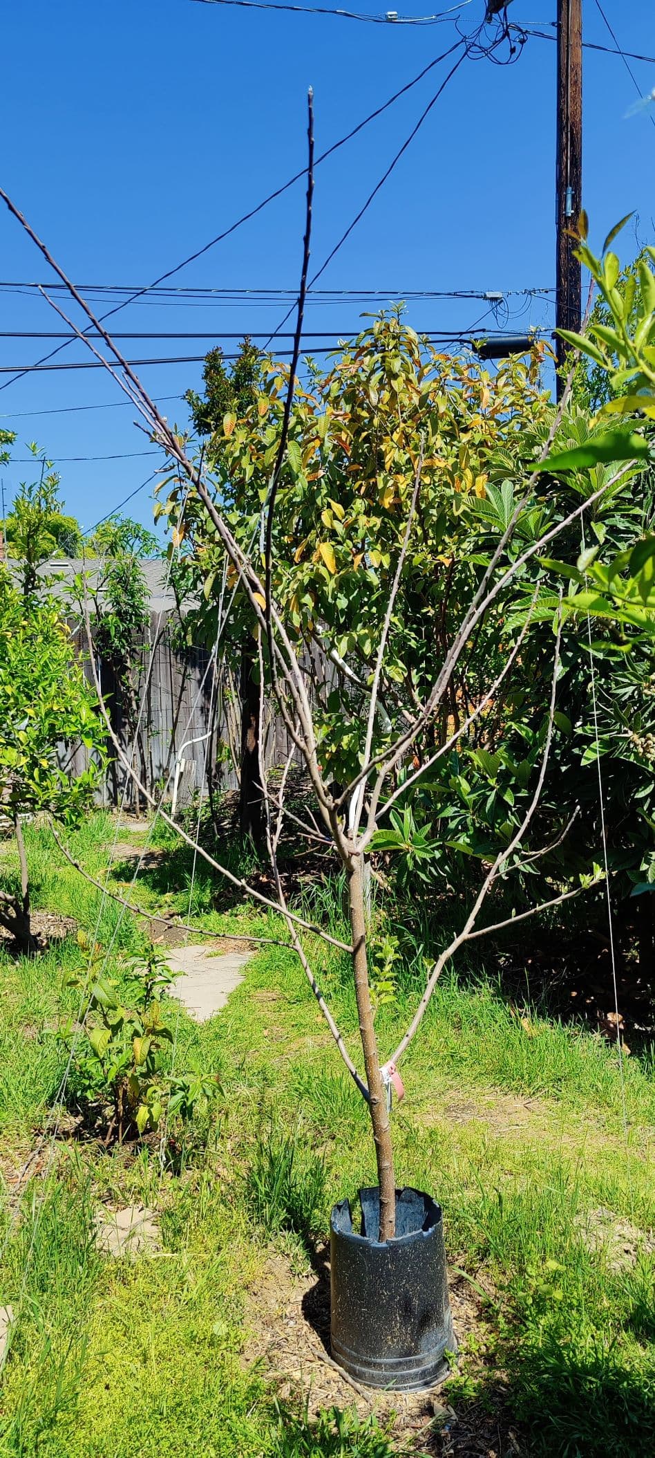 M111 Rootstocks - Page 3 - General Fruit Growing - Growing Fruit