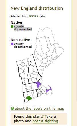 Persimmon Psyllids in New England 2023 - General Fruit Growing ...