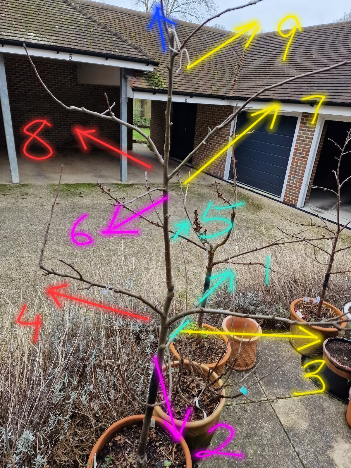 Frankentree (apple) advice - General Fruit Growing - Growing Fruit