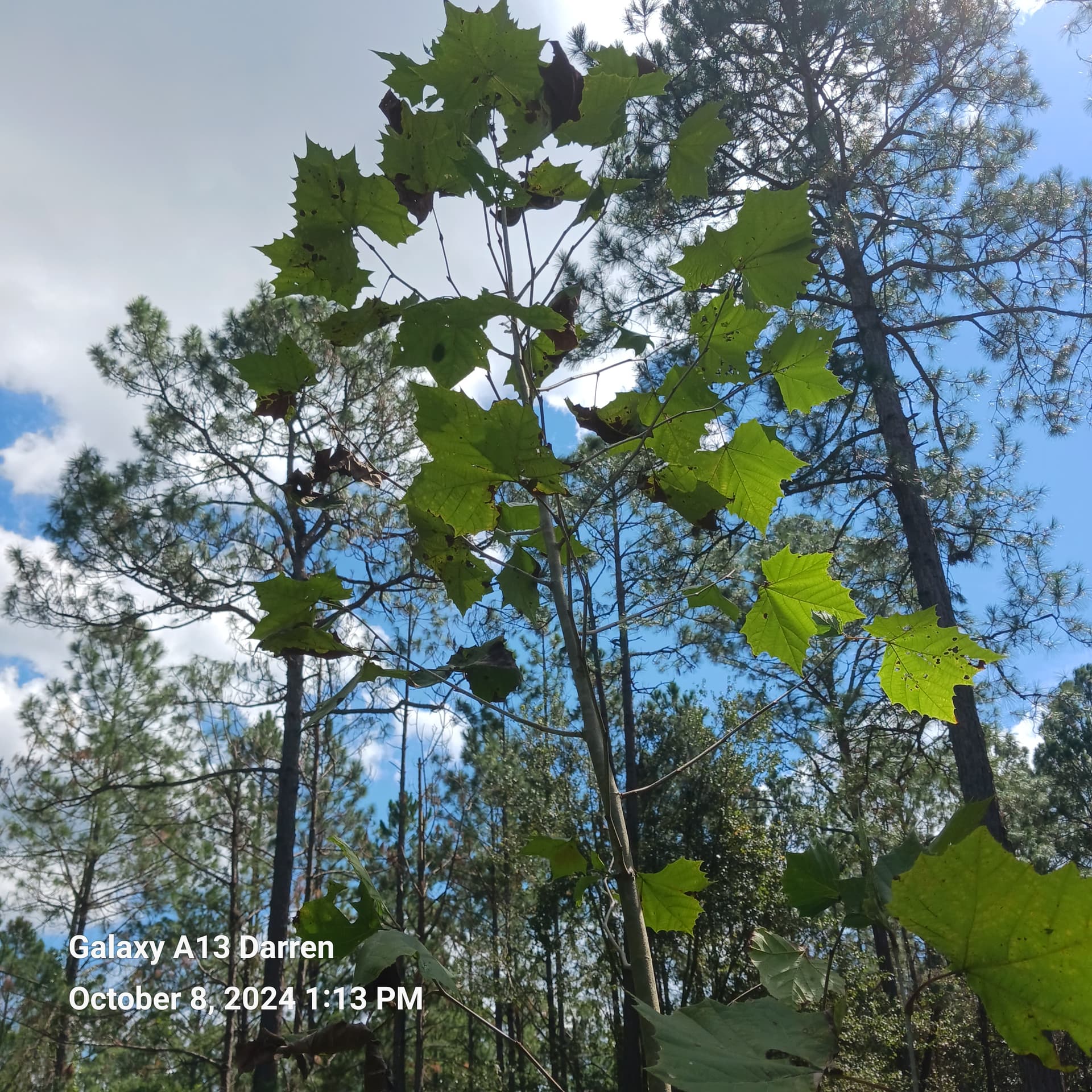 Grafting sycamore - General Fruit Growing - Growing Fruit