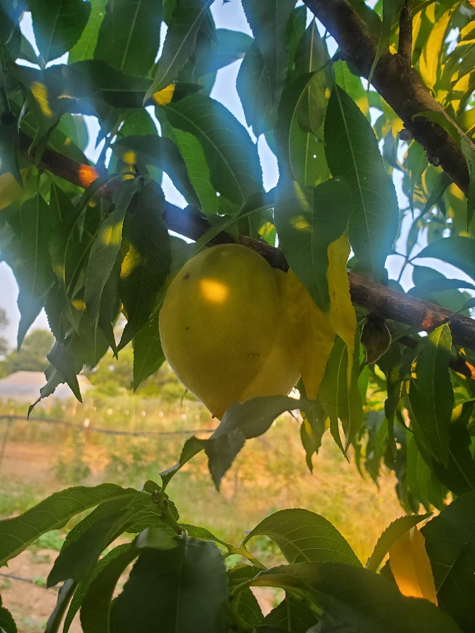 Recommendation for Early Peach Variety - General Fruit Growing ...