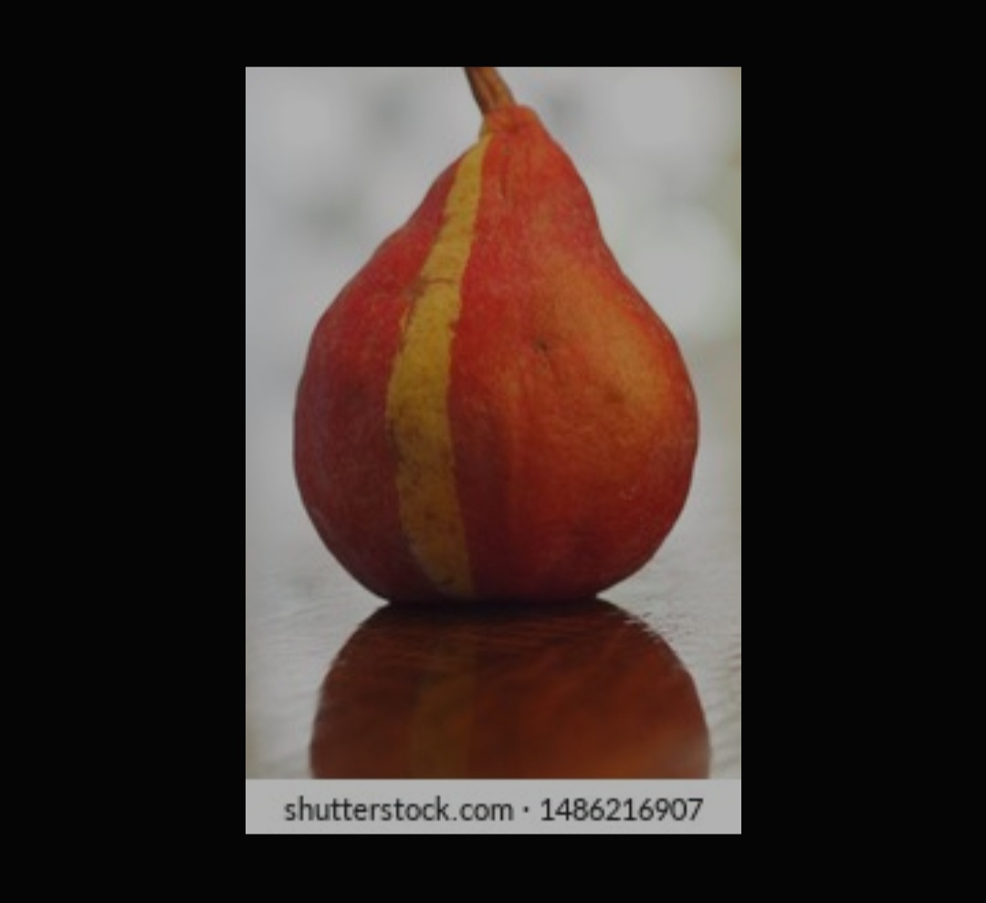 Chimera pear fruit - General Fruit Growing - Growing Fruit