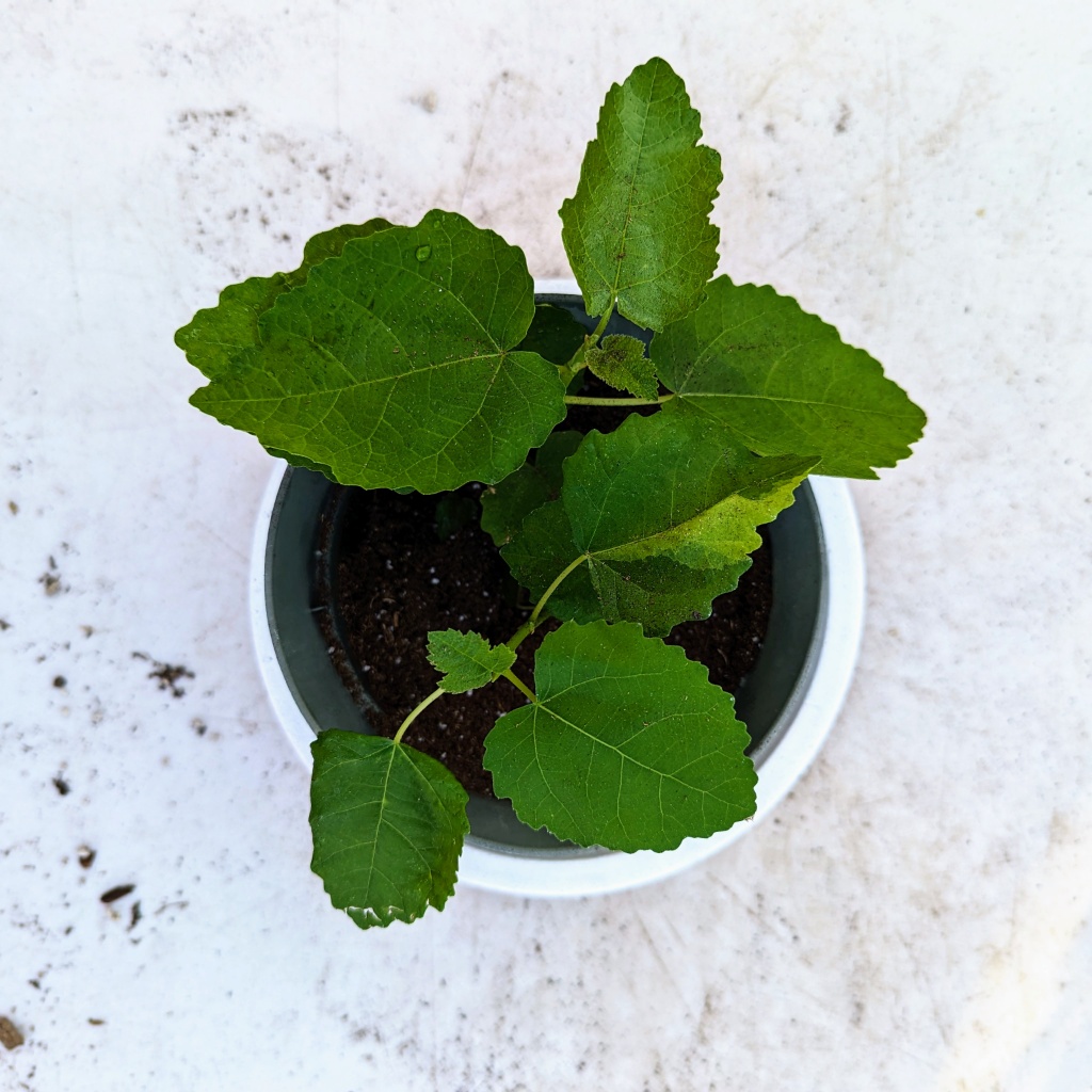 Fig seedling discoveries - General Fruit Growing - Growing Fruit