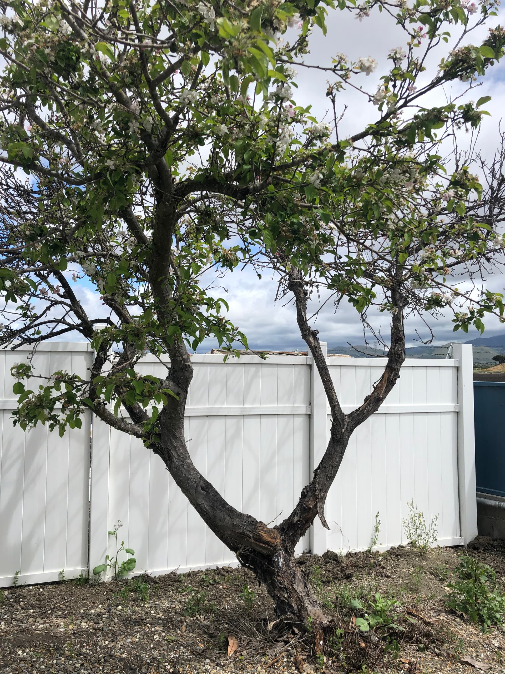 Help with poor old Apple Tree in Monterey Co. CA - General Fruit ...