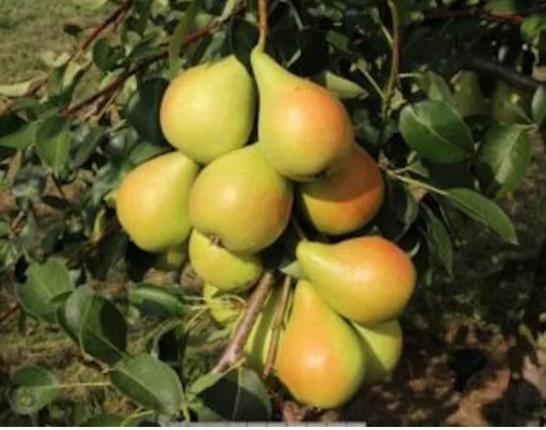 Keeping up with pears - General Fruit Growing - Growing Fruit