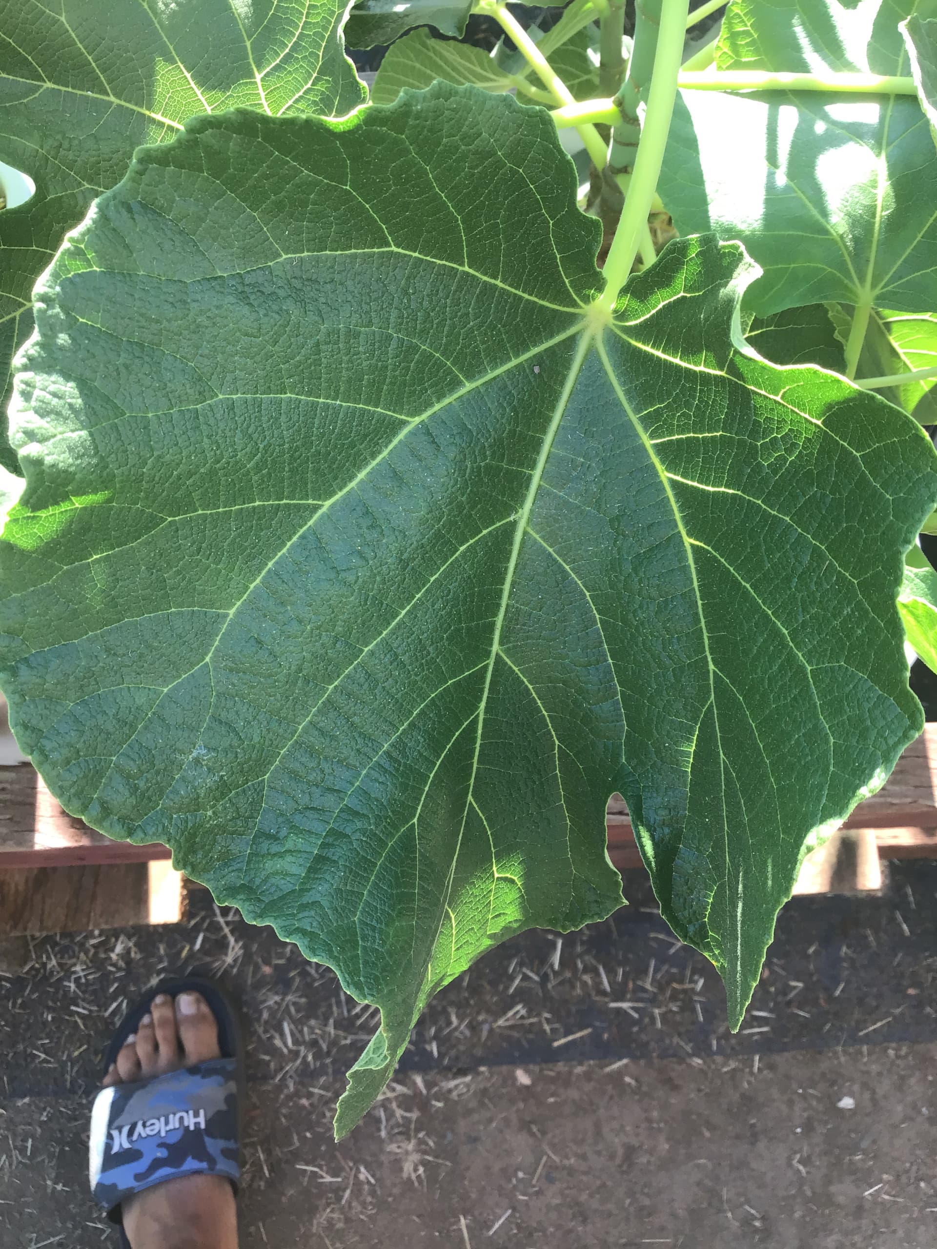 How to differentate FMV from an active fig bud mite infestation ...