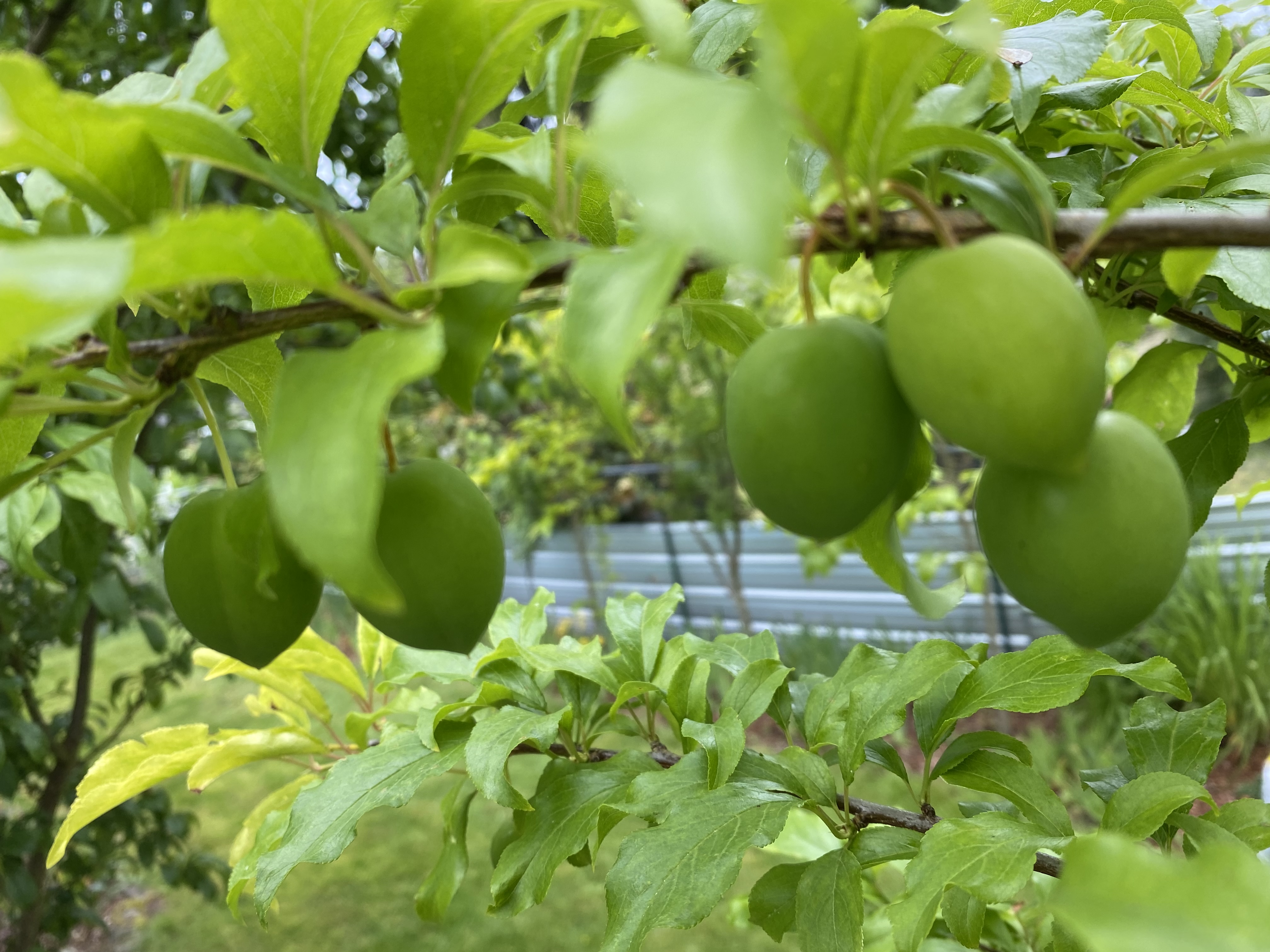 Sweet Treat Pluerries - Page 3 - General Fruit Growing - Growing Fruit