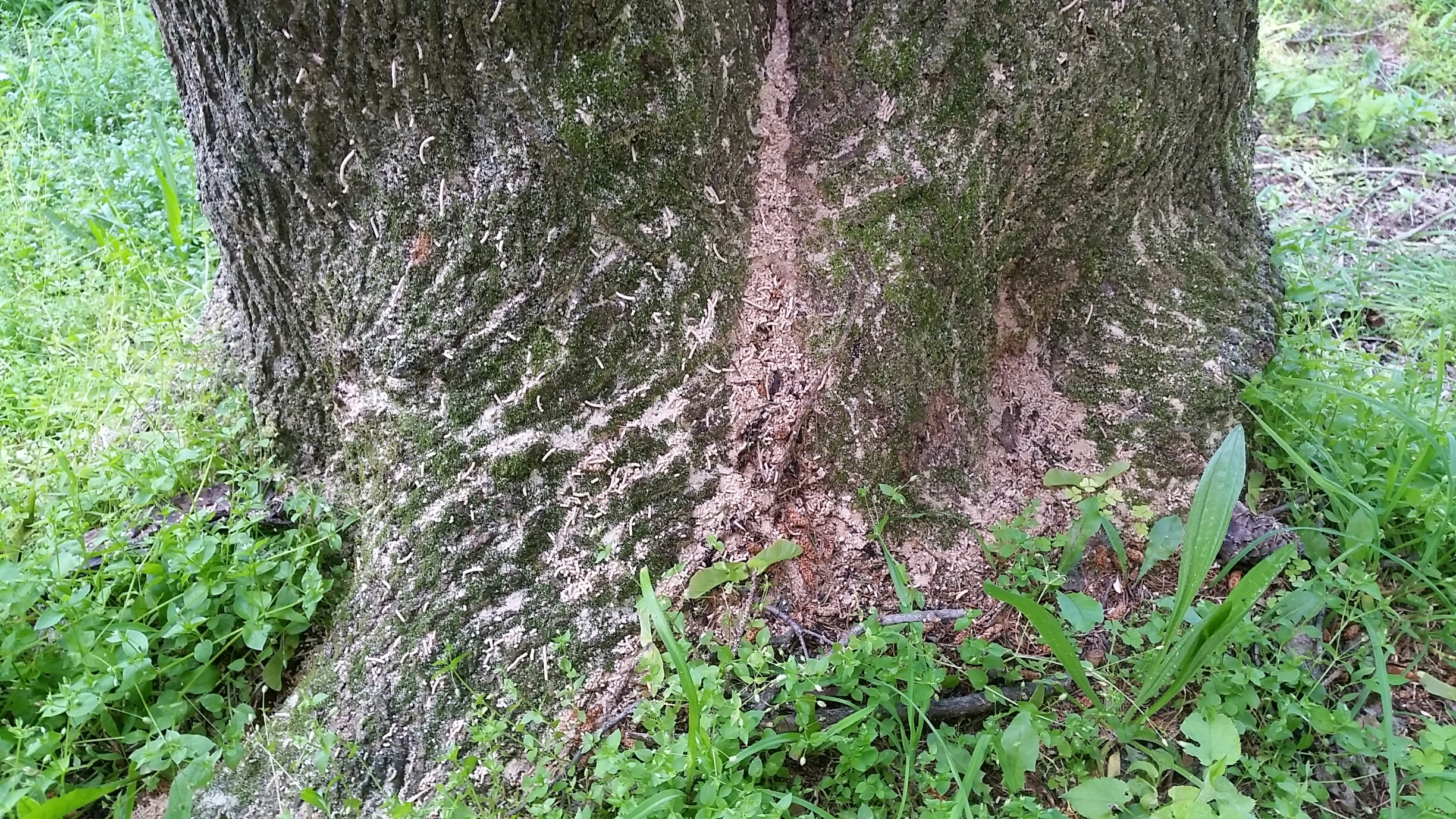 What killed my maple? - General Gardening - Growing Fruit