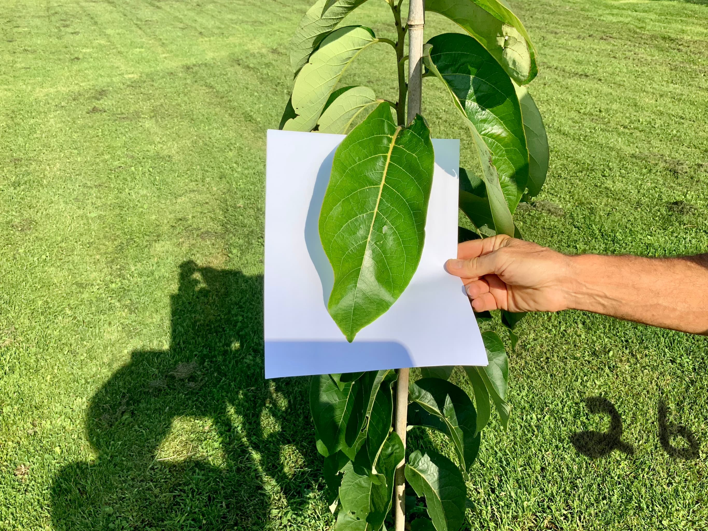 Need help identifying those persimmon leaves? - General Fruit Growing ...