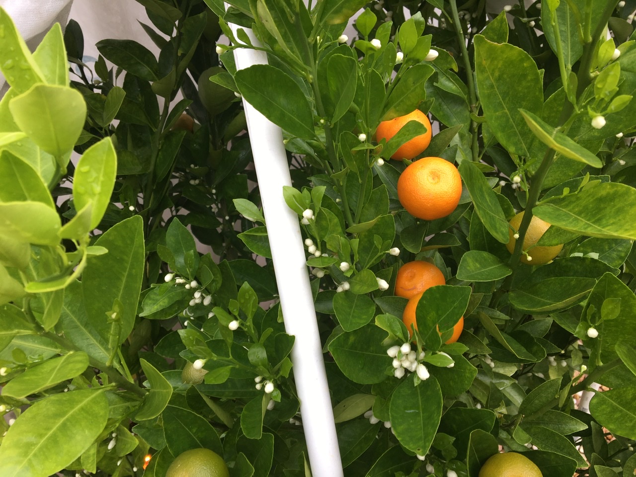 Ripe fukushu kumquats - General Fruit Growing - Growing Fruit
