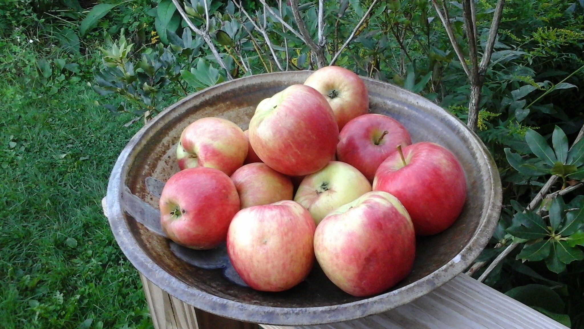 Red Baron apple - General Fruit Growing - Growing Fruit
