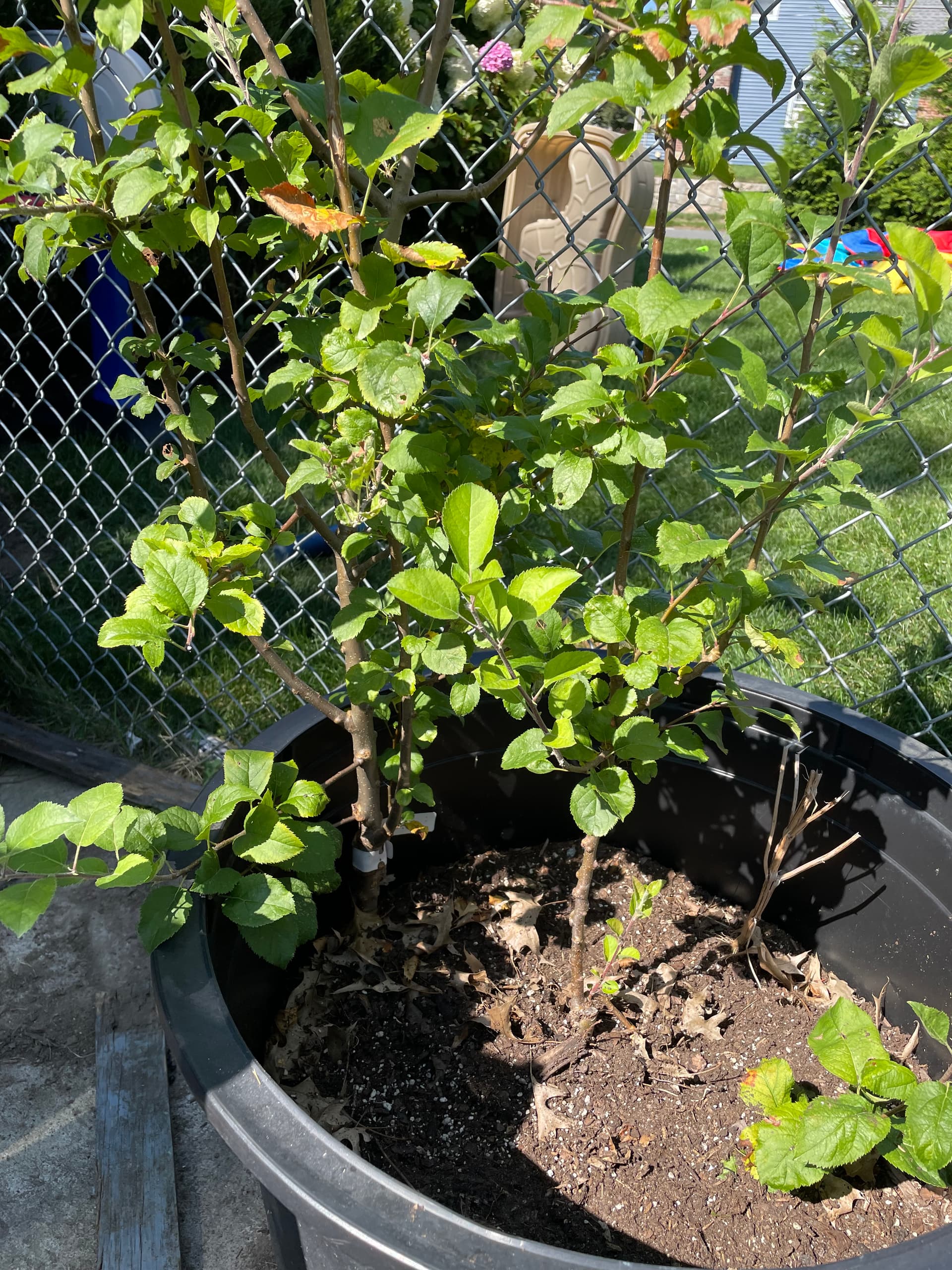 Rootstock stooling growth requirements - General Fruit Growing ...