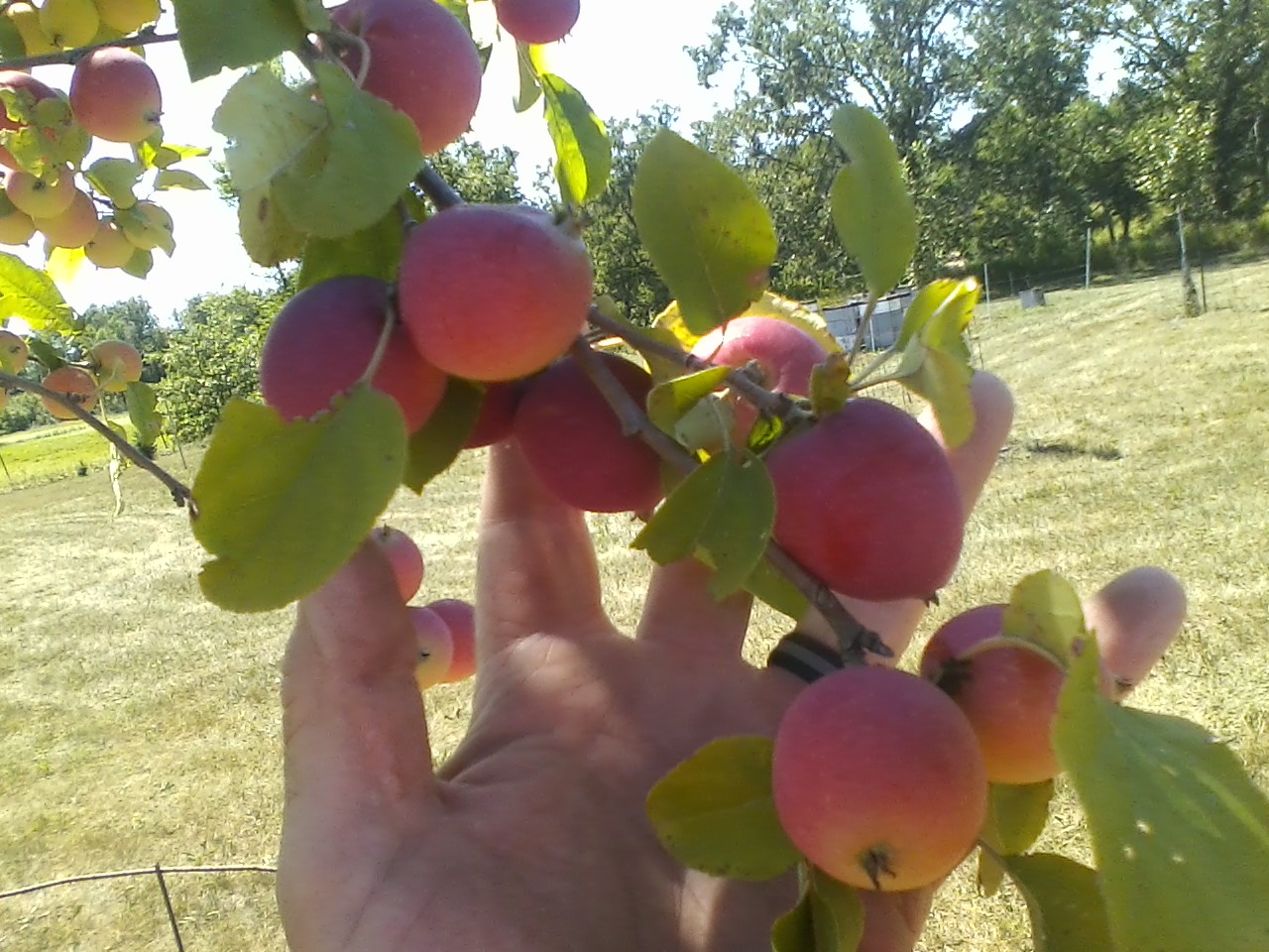 Dolgo crabapple - General Fruit Growing - Growing Fruit