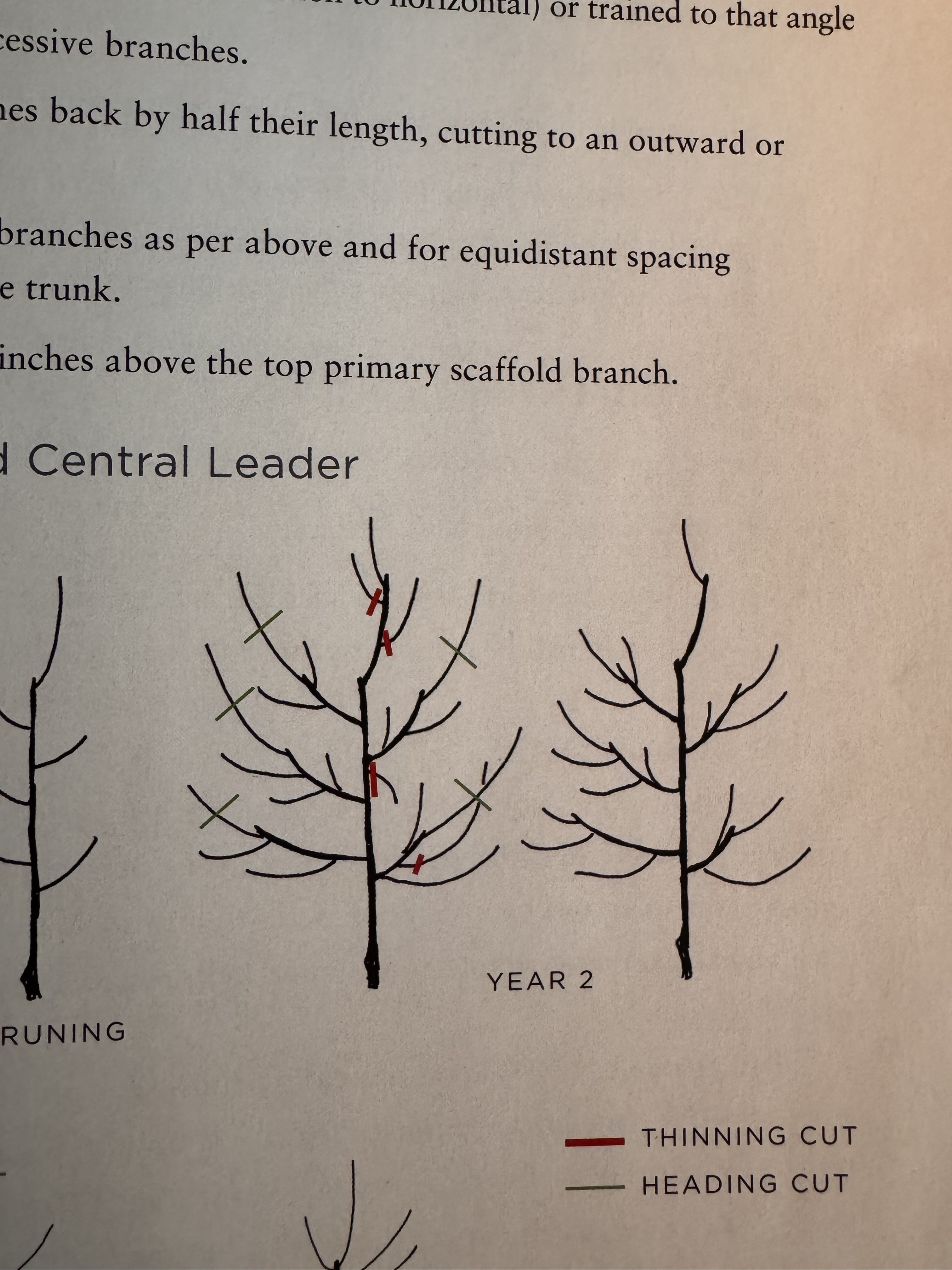 Winter pruning advice needed - General Fruit Growing - Growing Fruit
