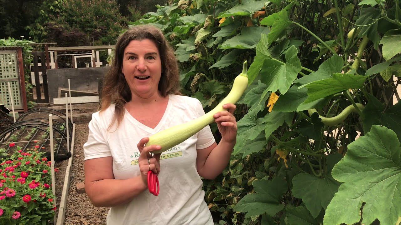 Well presented videos (Tromboncino) - General Gardening - Growing Fruit