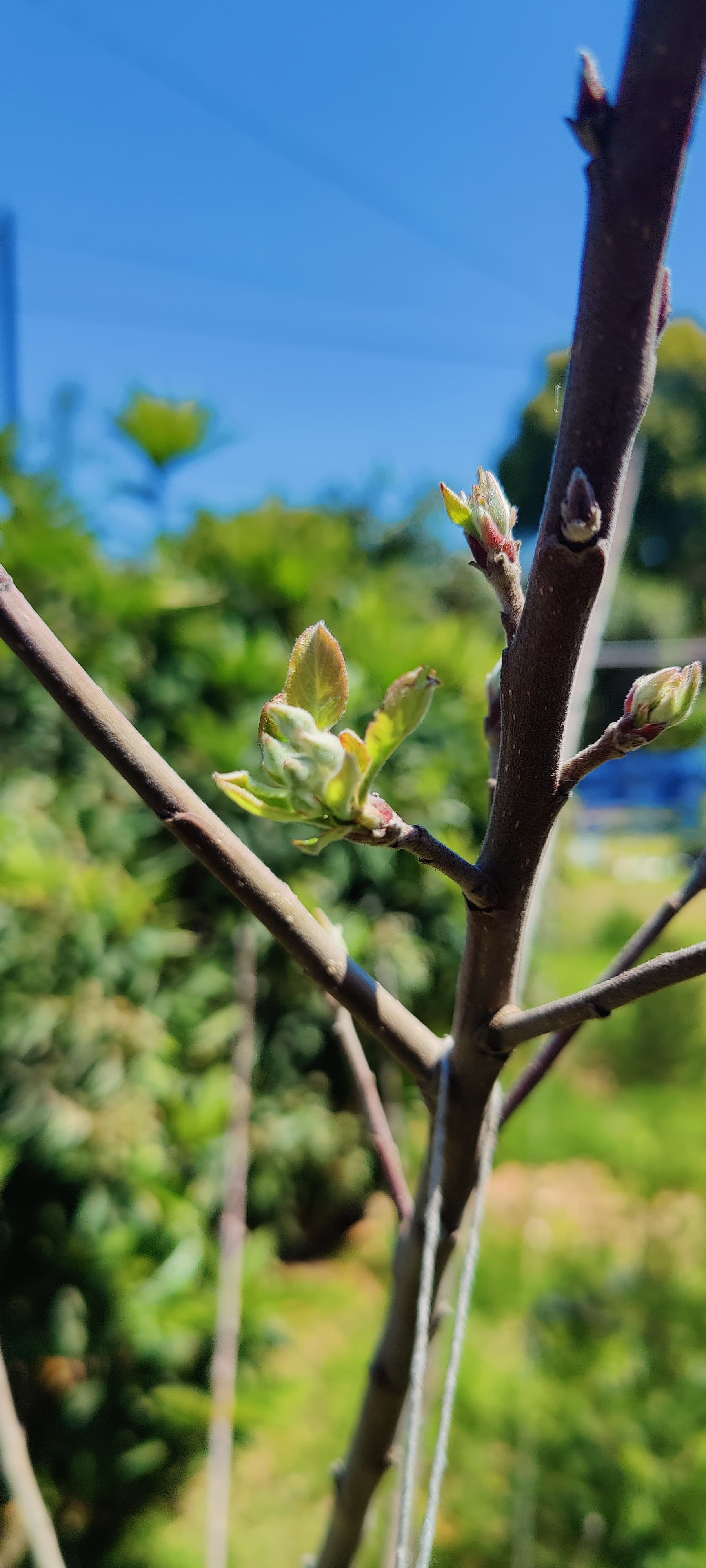 M111 Rootstocks - Page 3 - General Fruit Growing - Growing Fruit
