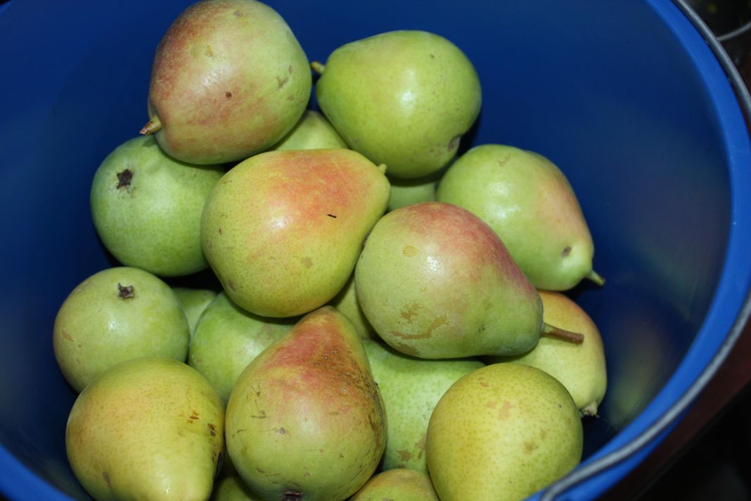 Varieties Of Pears Of Early Ripening - General Fruit Growing - Growing ...