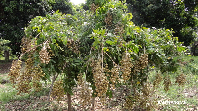 Dwarf lychee indoors - lychee cultivation - General Fruit Growing ...
