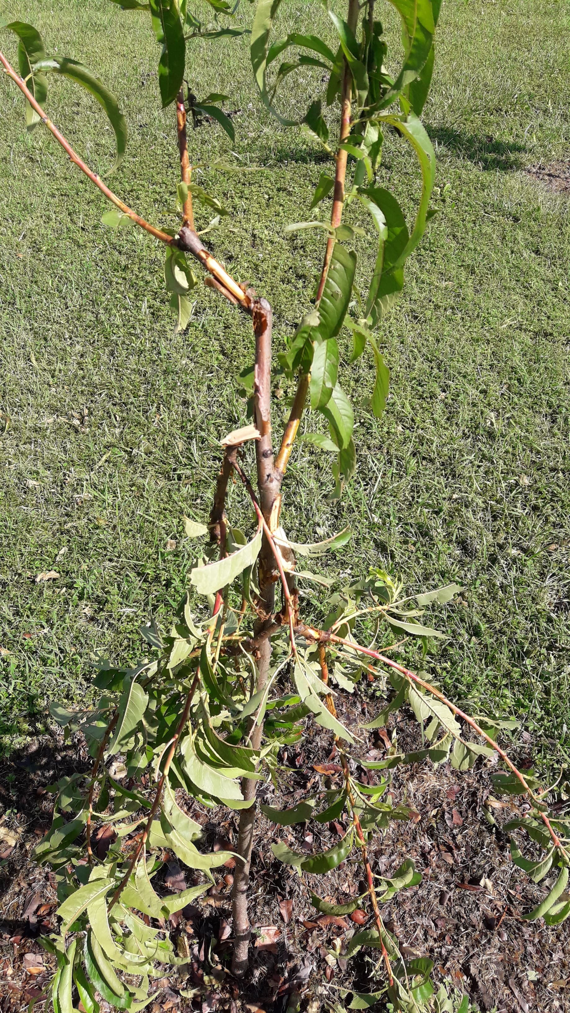 Can these damaged young peach trees be saved? - General Fruit Growing ...