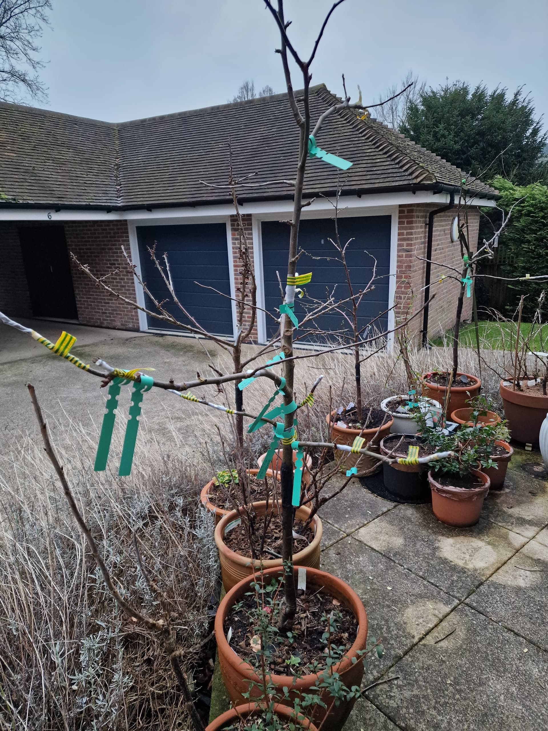 Frankentree (apple) advice - General Fruit Growing - Growing Fruit