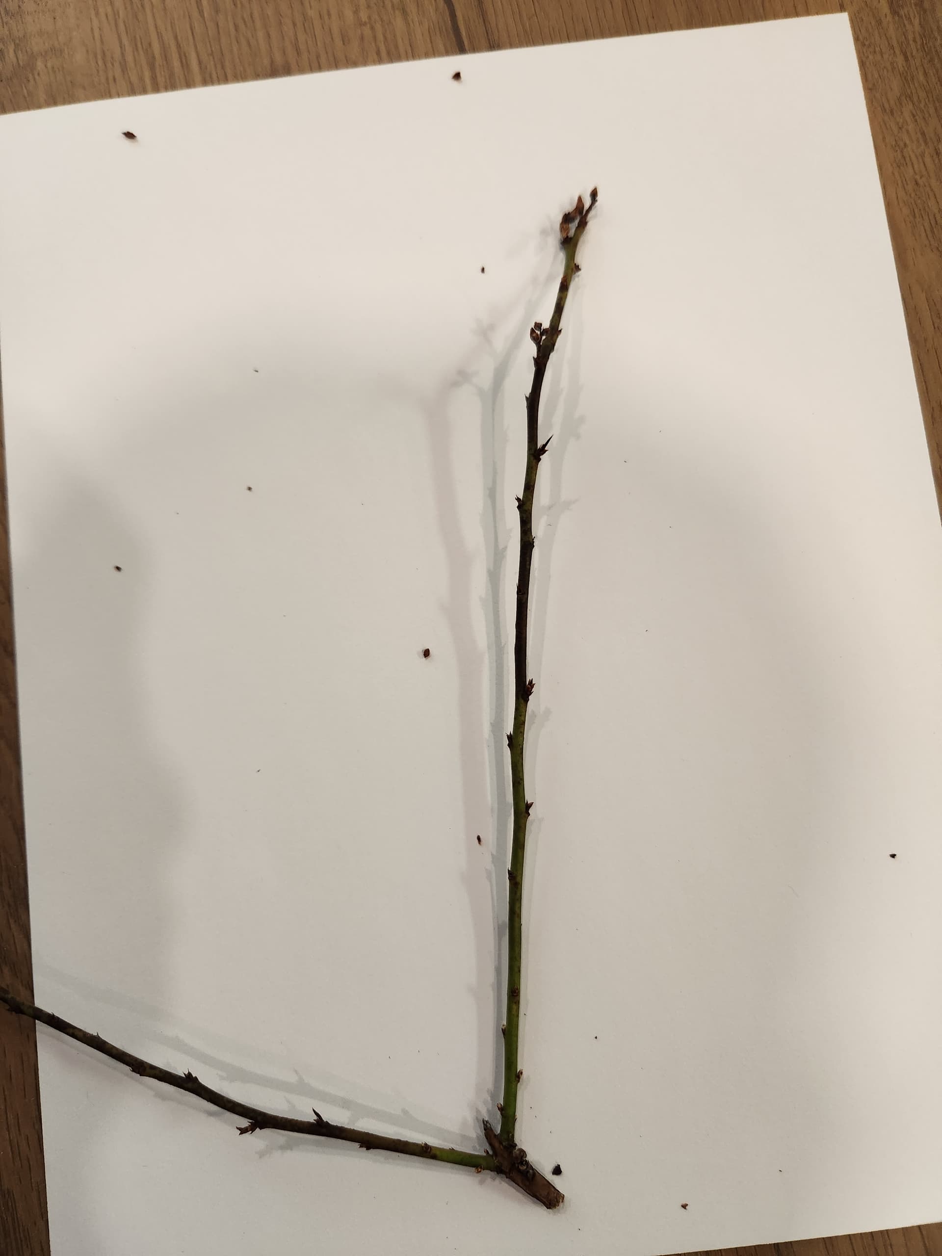 Blueberry dieback - General Fruit Growing - Growing Fruit