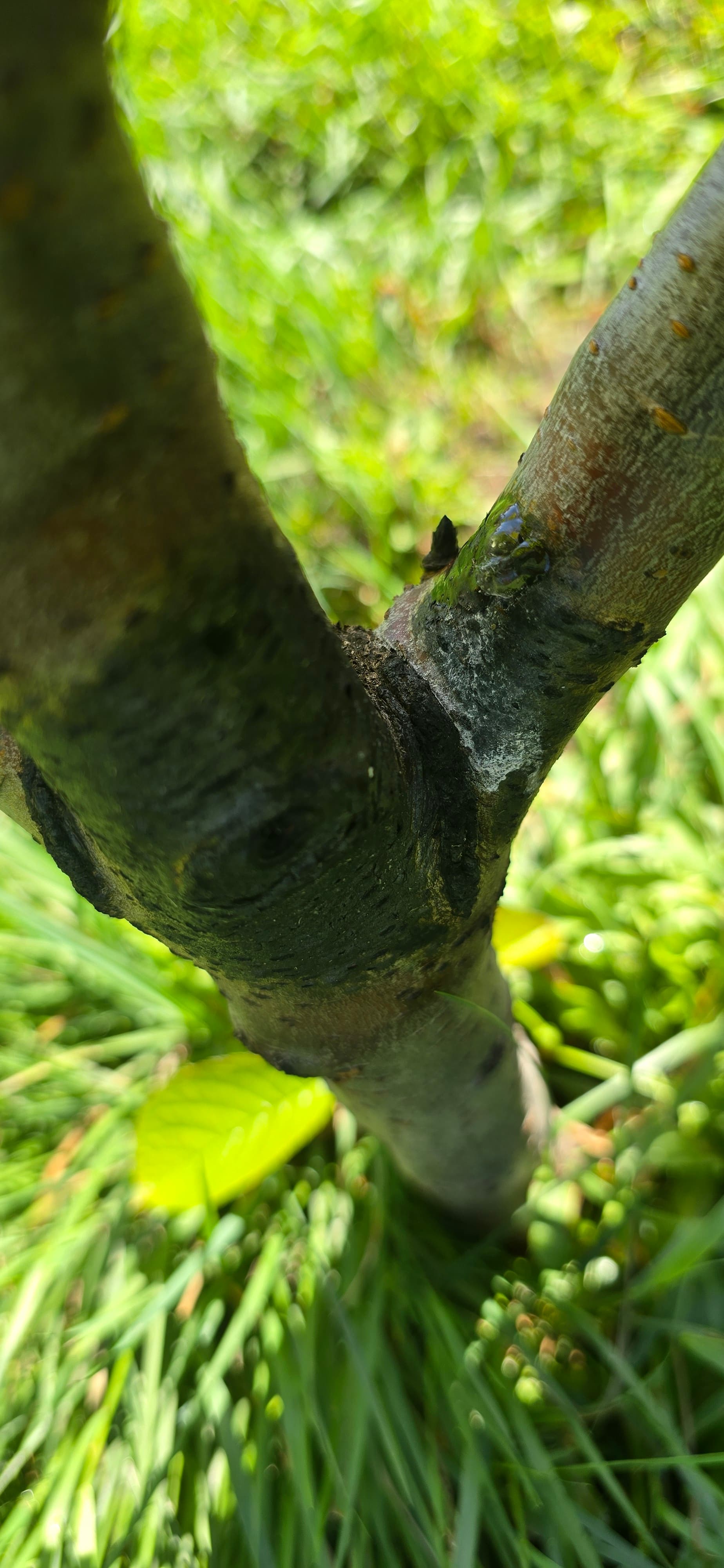 Ideas for a sick Cherry Tree - General Fruit Growing - Growing Fruit