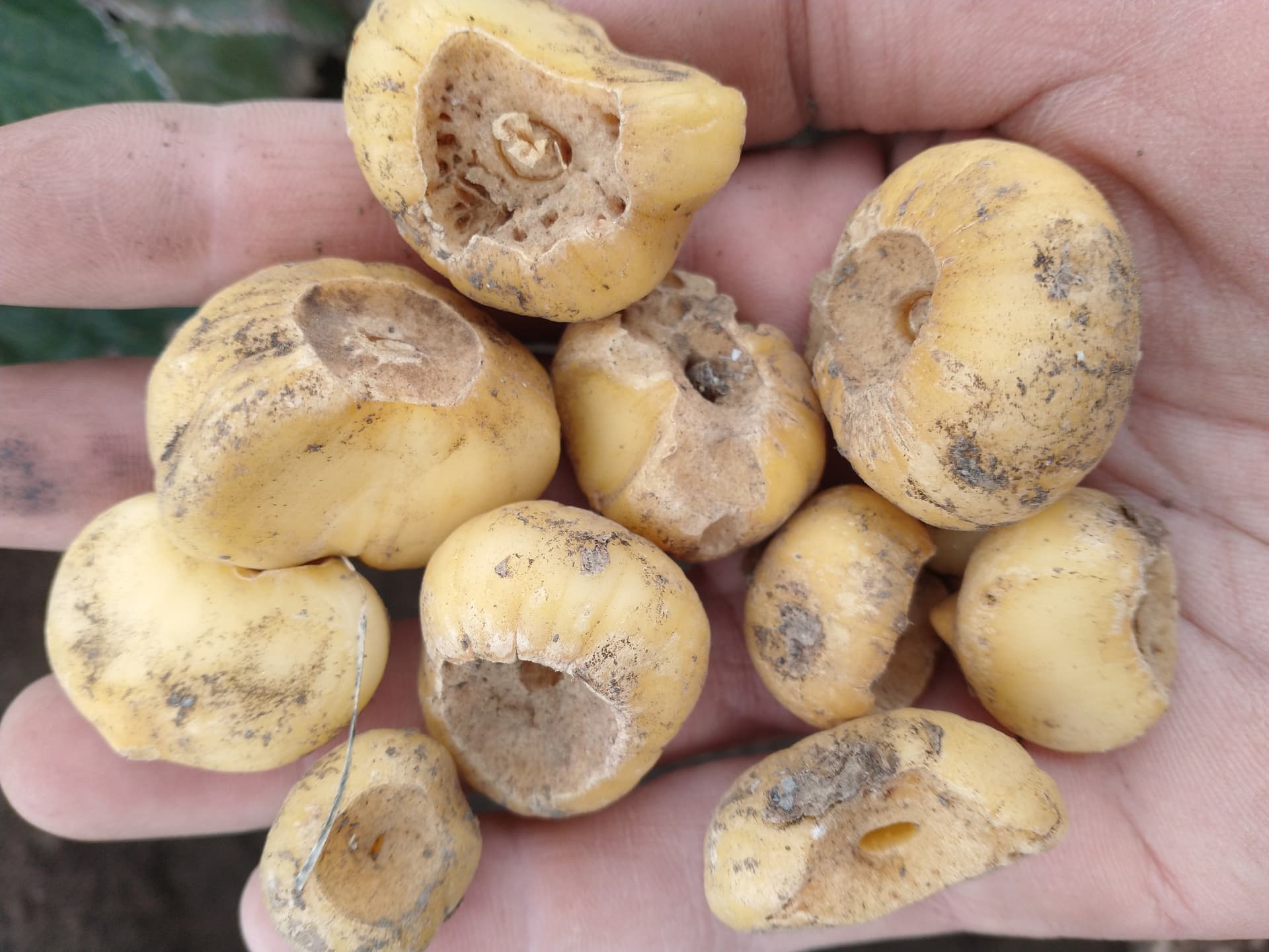 Insect eating the basal plates of allium bulbs? - General Gardening ...