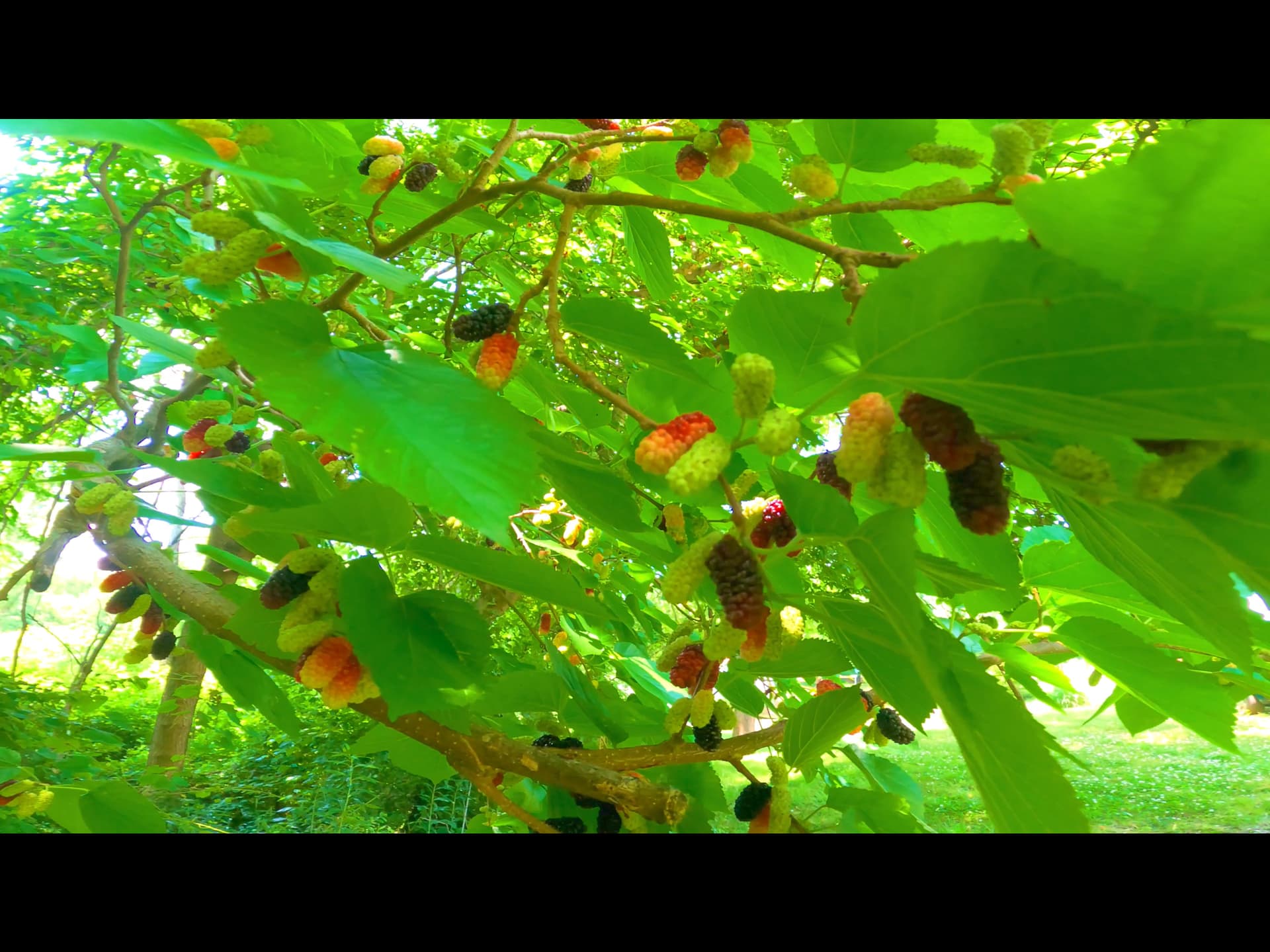 Mulberry recommendation for zone 5-6? - Page 2 - General Fruit Growing ...