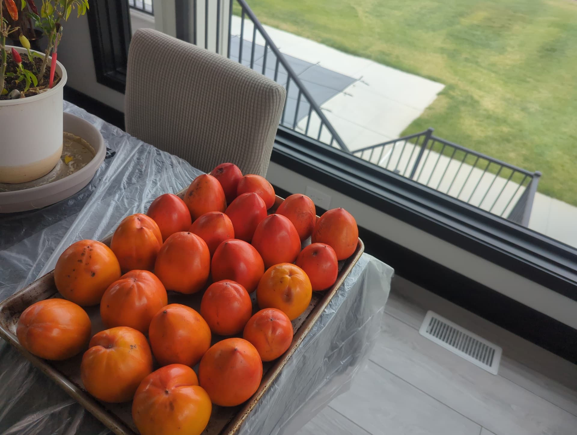 Persimmon Variety Recommendations? - General Fruit Growing - Growing Fruit